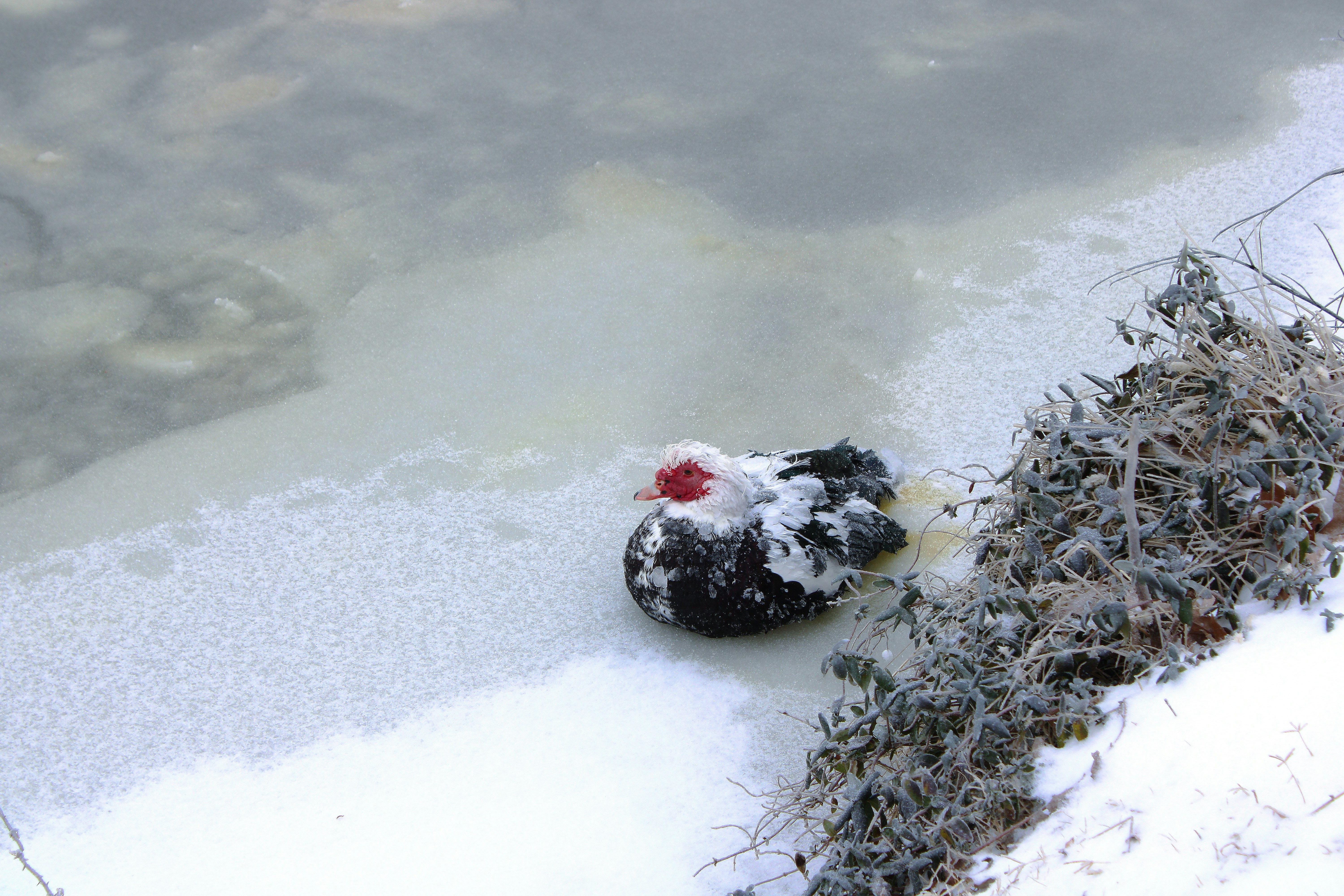Snowbound Red-Wretted Moorhen: A Frost-Nosed Duck Embraced by Winter Shore