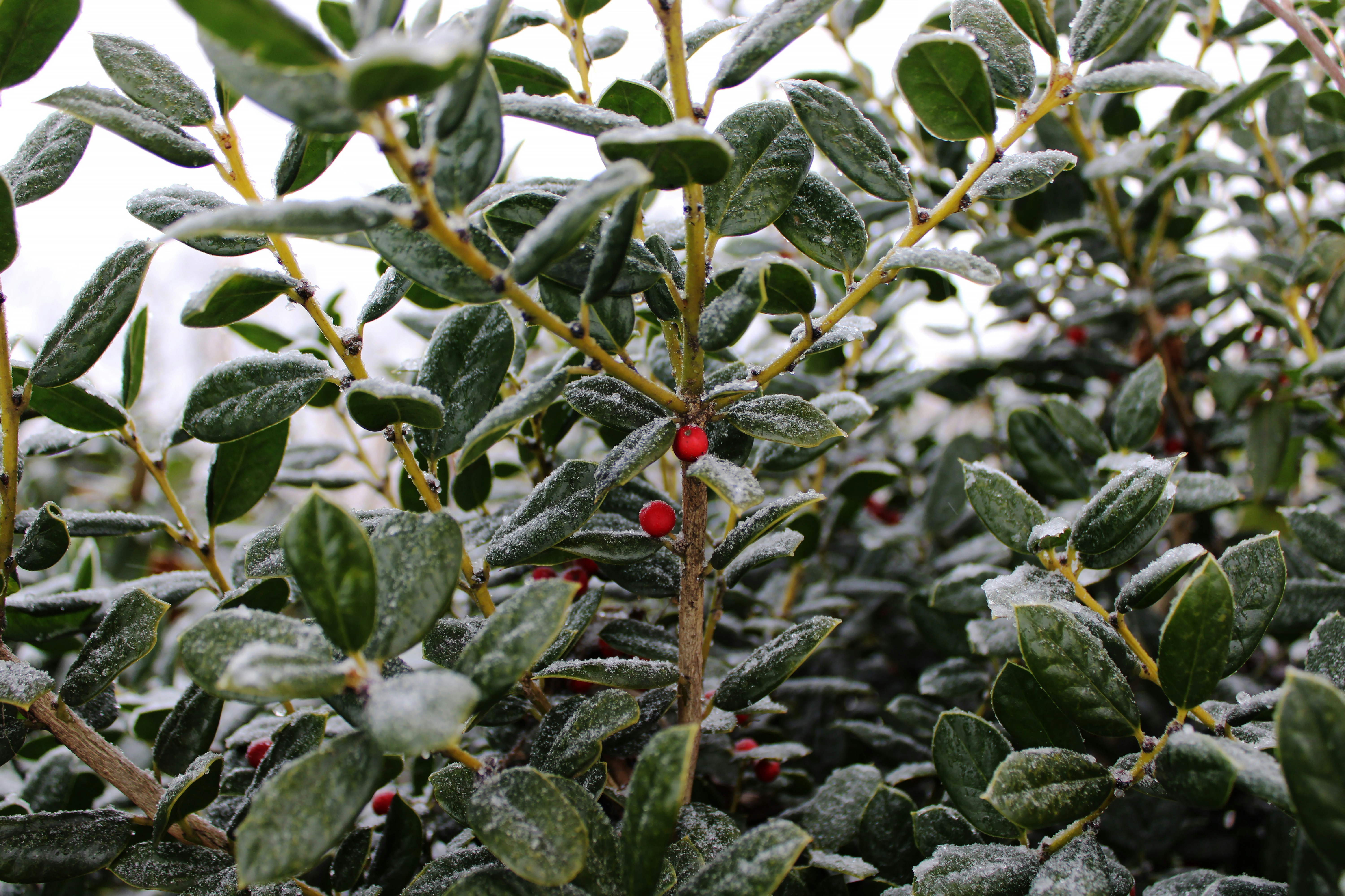 Frost-kissed Holly Bough: Red Berries Amid Crystalline Leaves