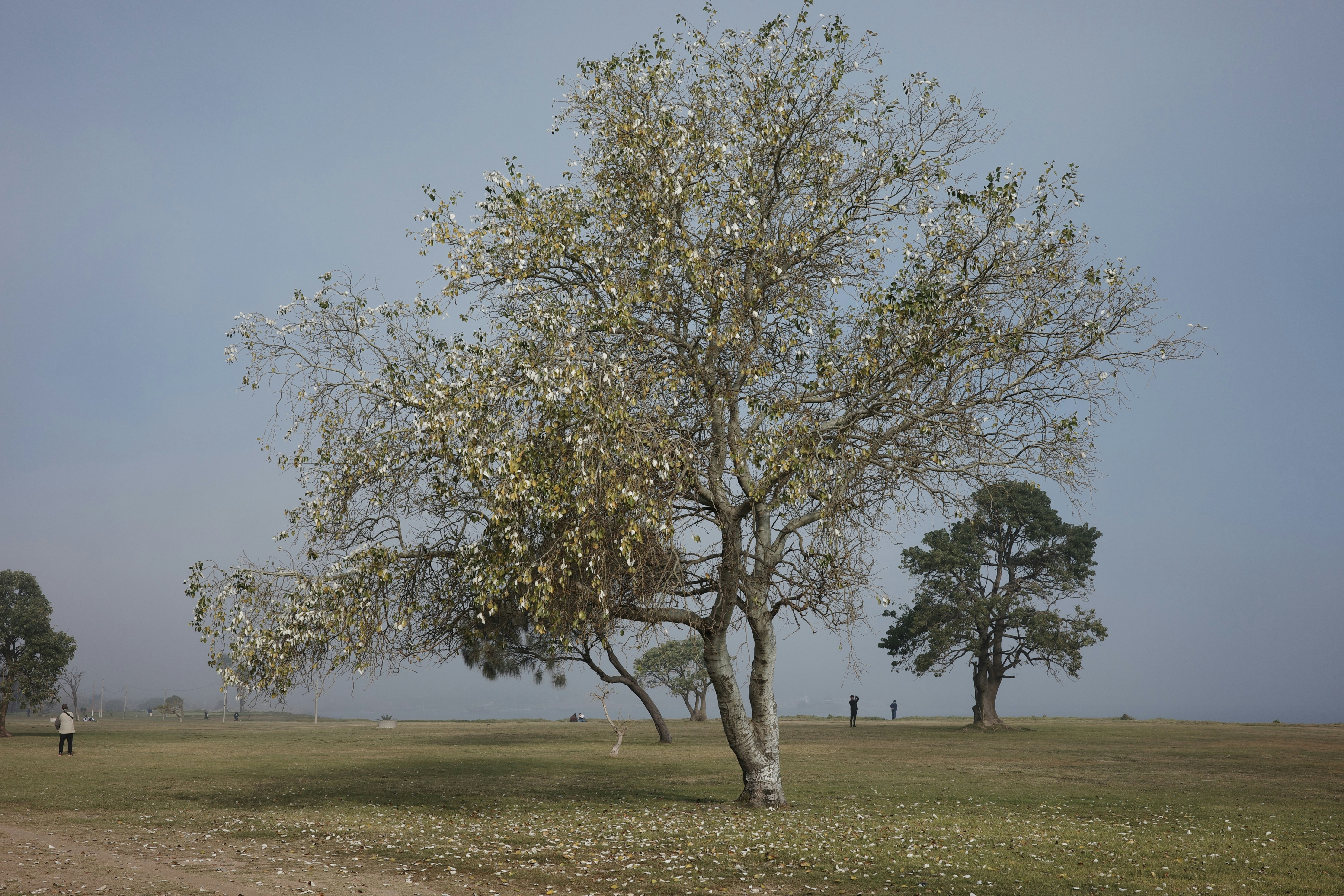 Blooming Lone Tree Over Open Field at Dusk