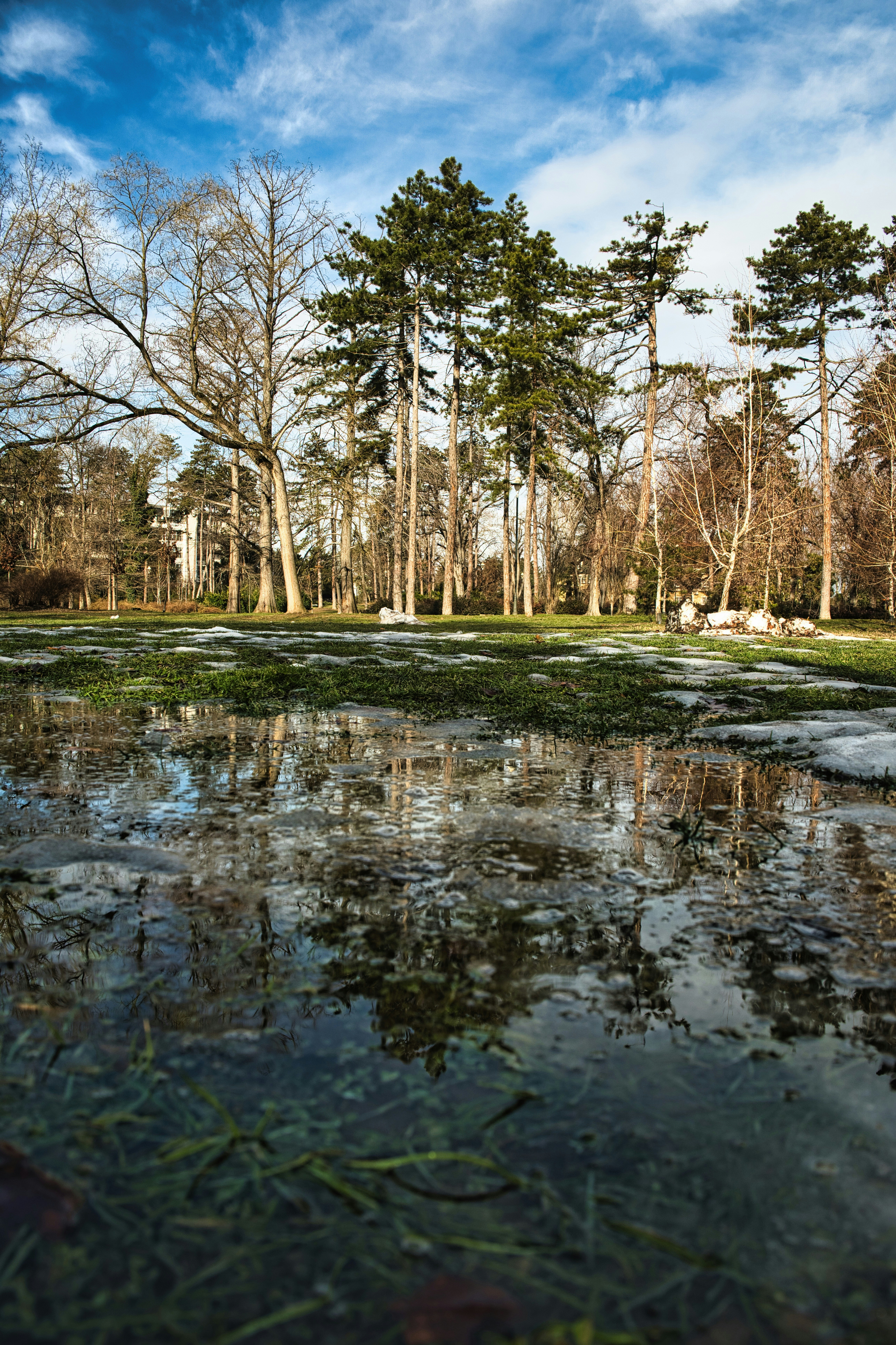 Reflections at the Riverside Forest