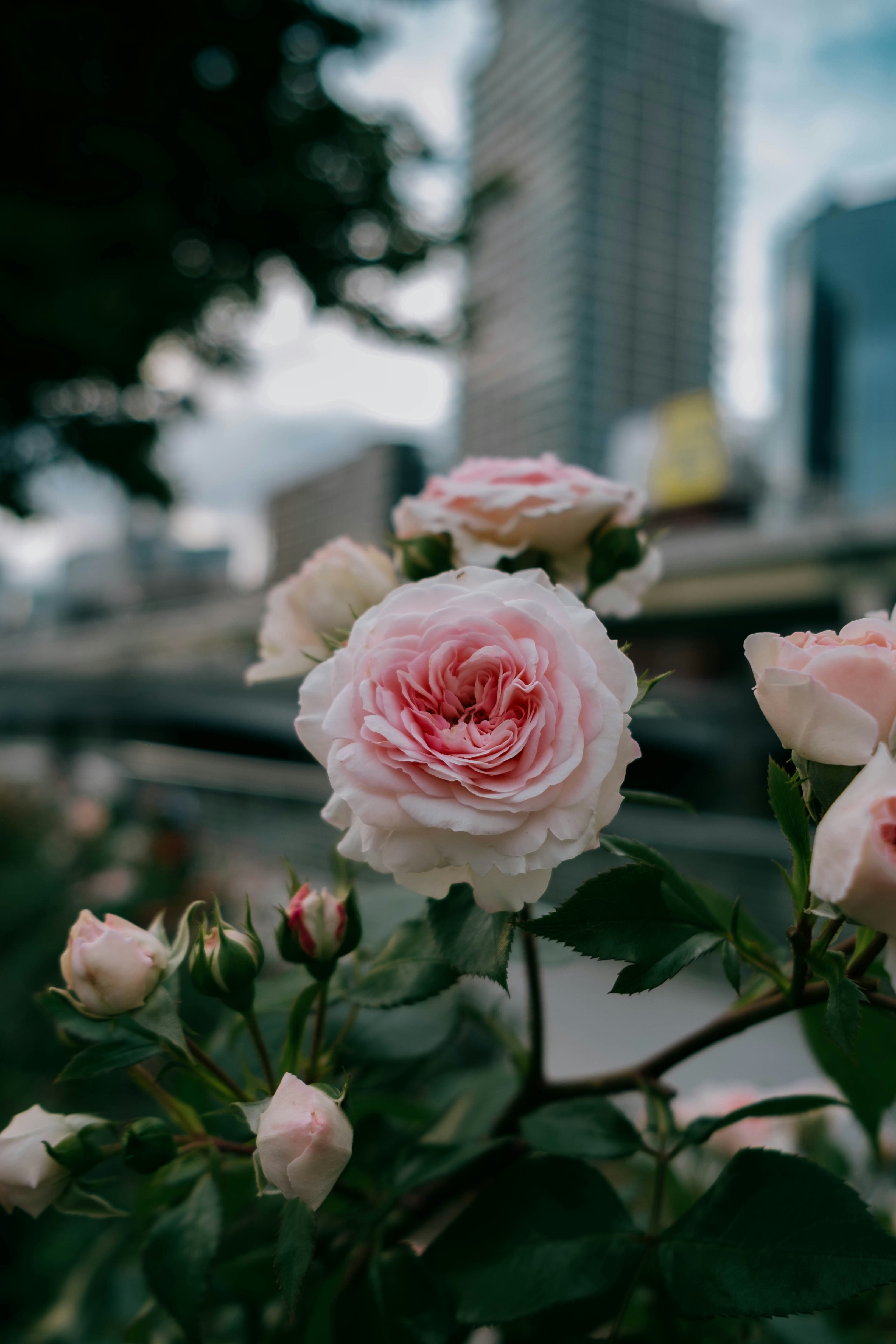 Rosy Centerstage: A Hopeful Bloom in Urban Light