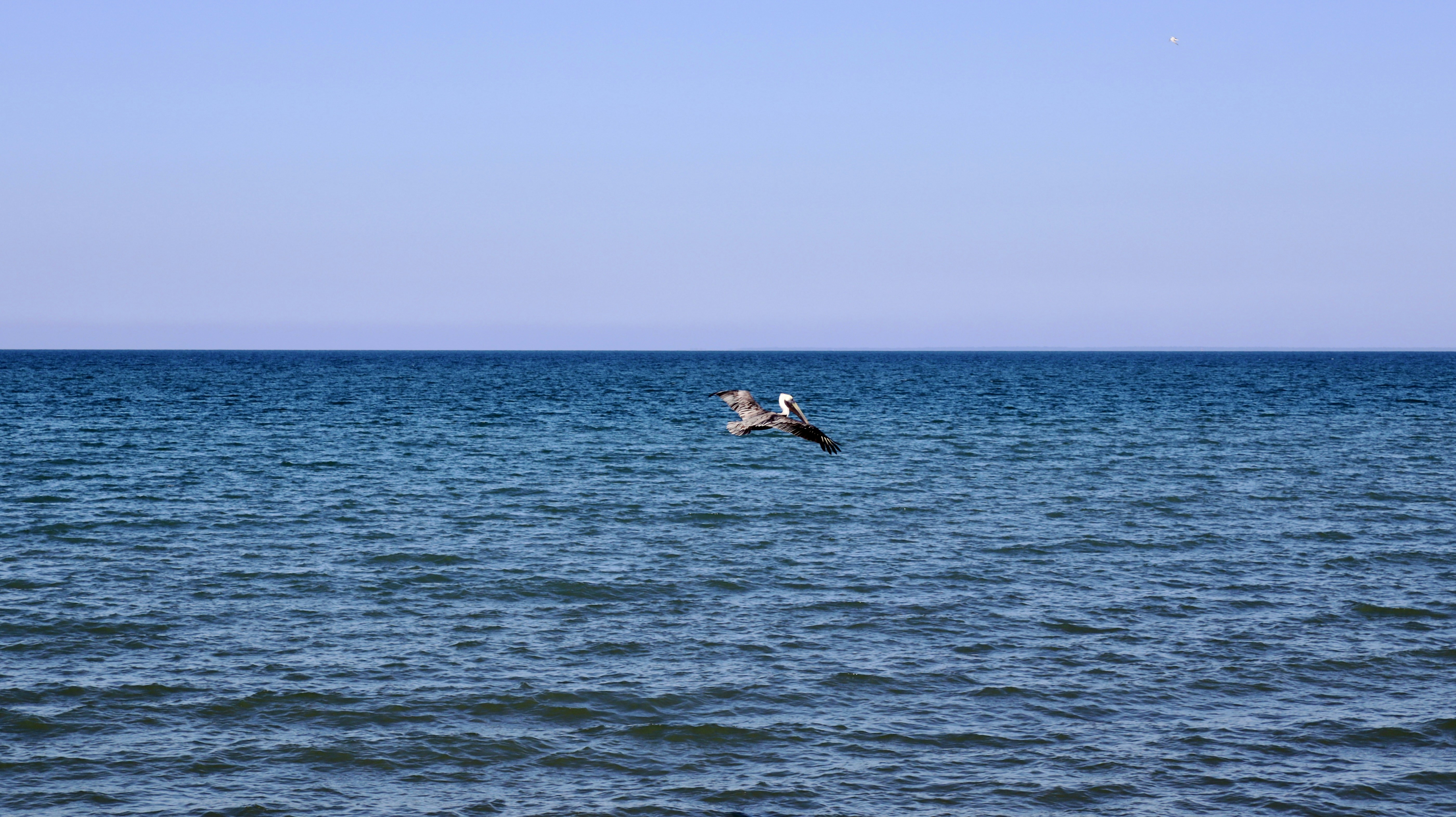 Gliding Silhouettes: Seabirds over a Quiet Ocean