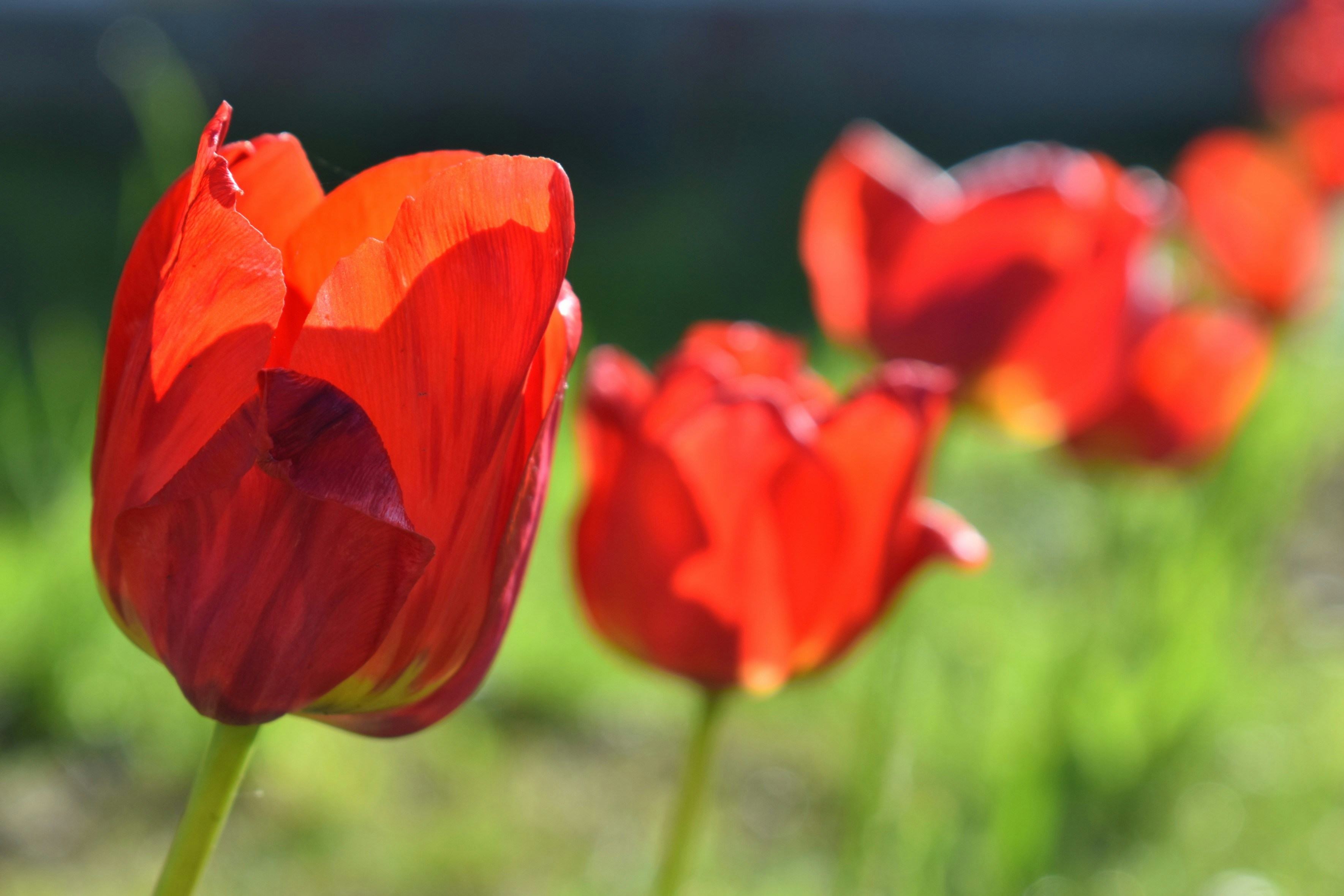 Crimson Tulip in Focused Dawn Light
