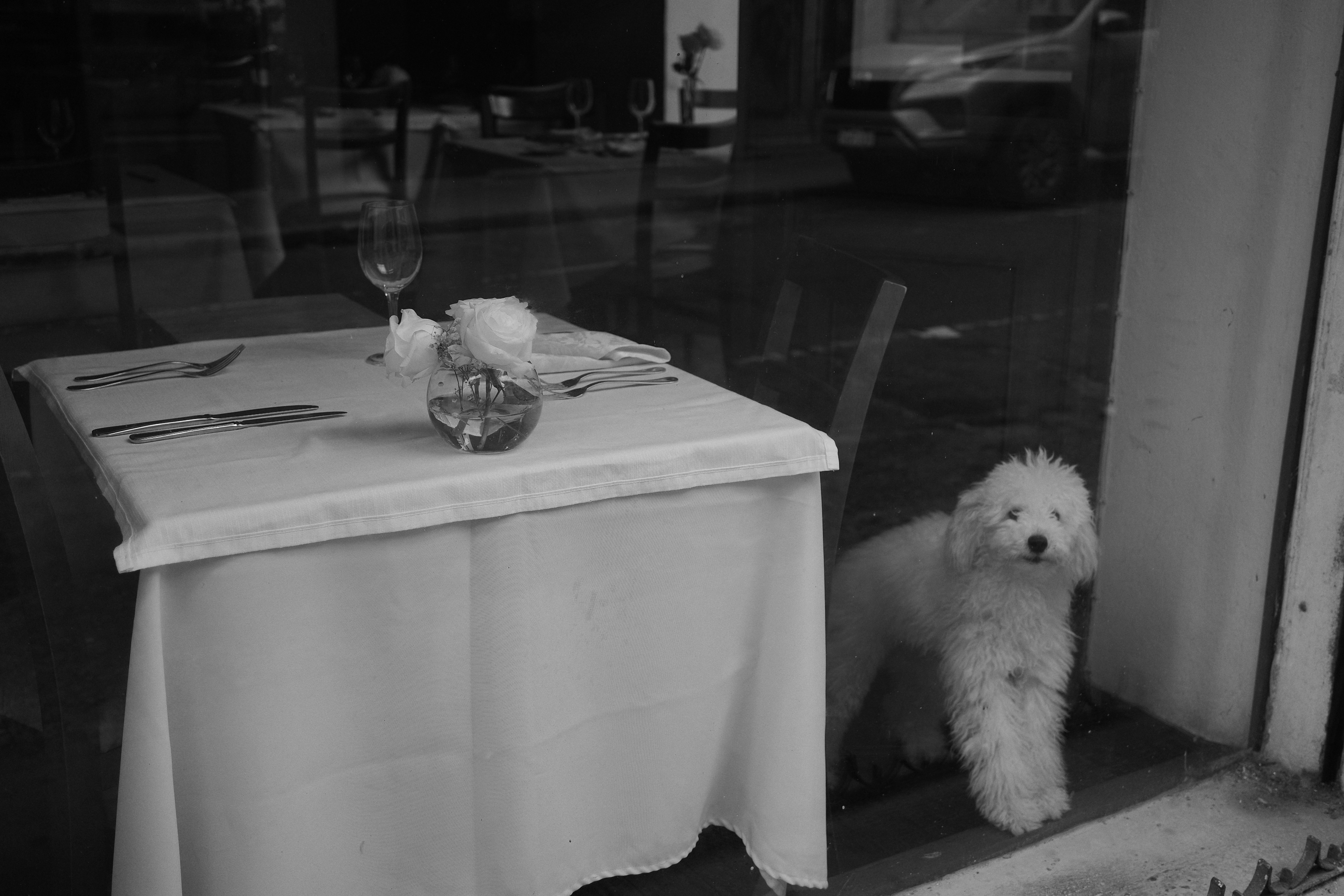 Bridge Between Table Setting and Canine Quietude