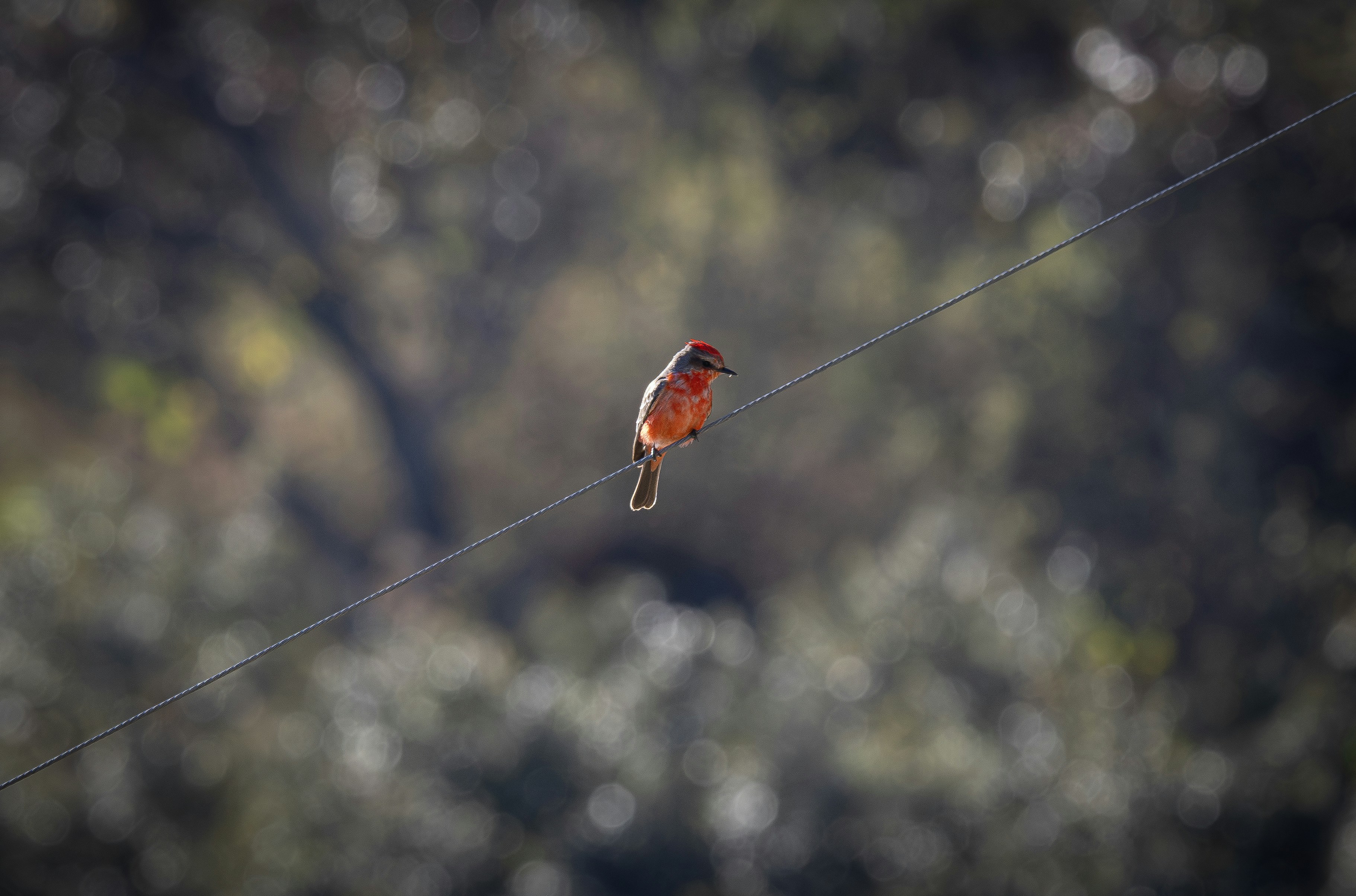 Red Cardinal on a Wobbling Wire