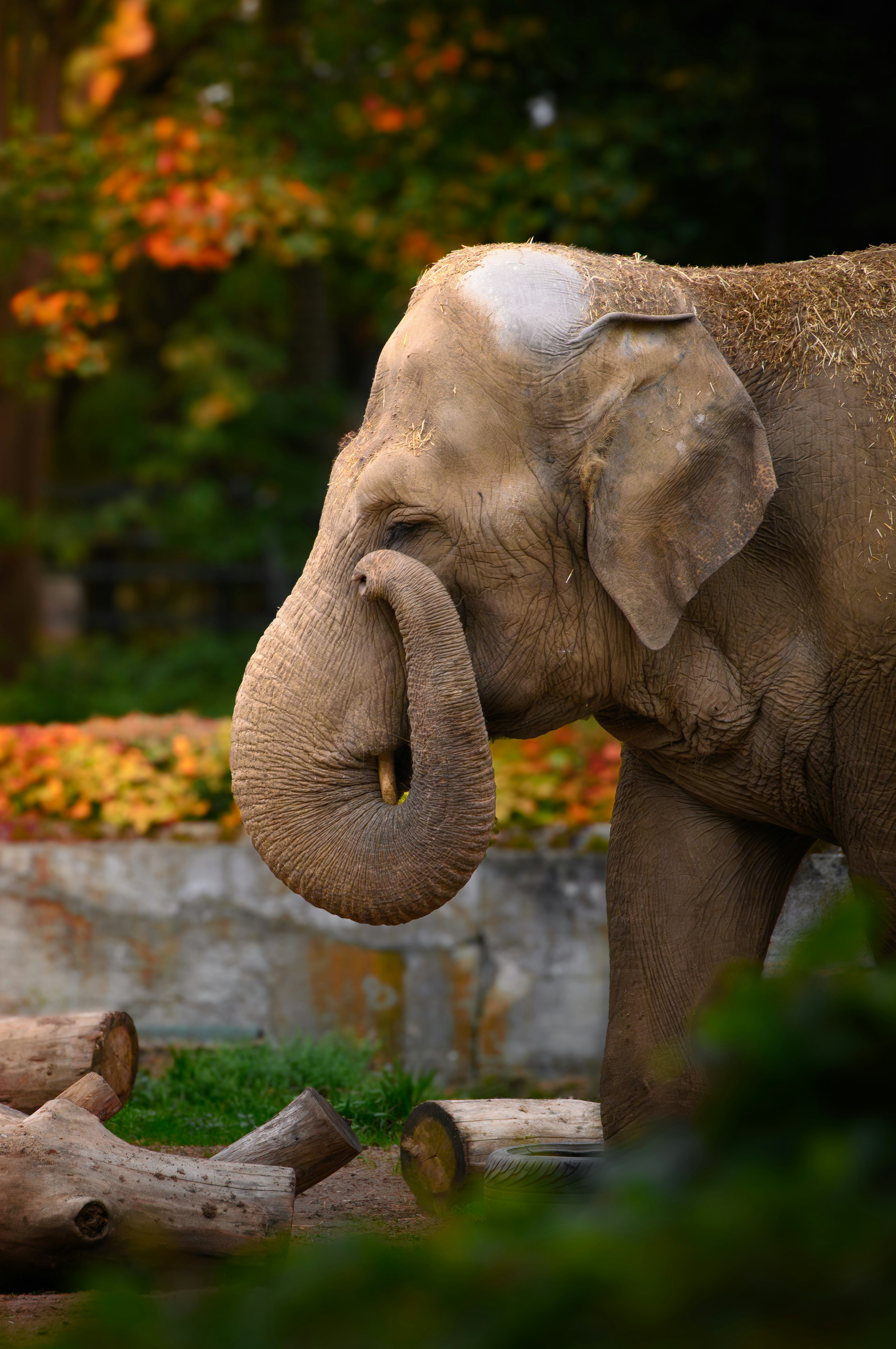 Gentle Giant with Curled Trunk in Autumn Garden
