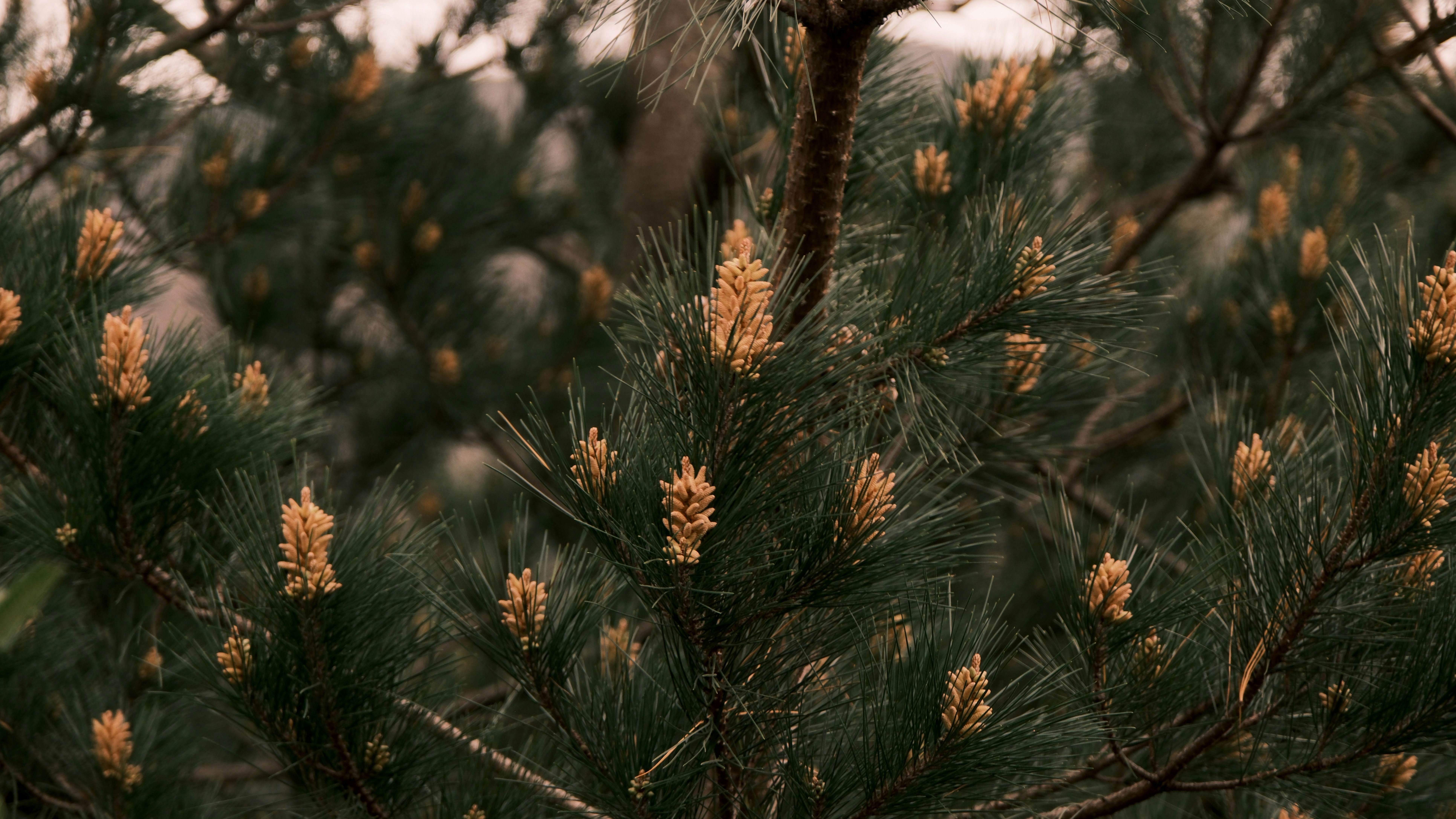 Amber-tipped Pine Cones Nestled Among Dense Needles