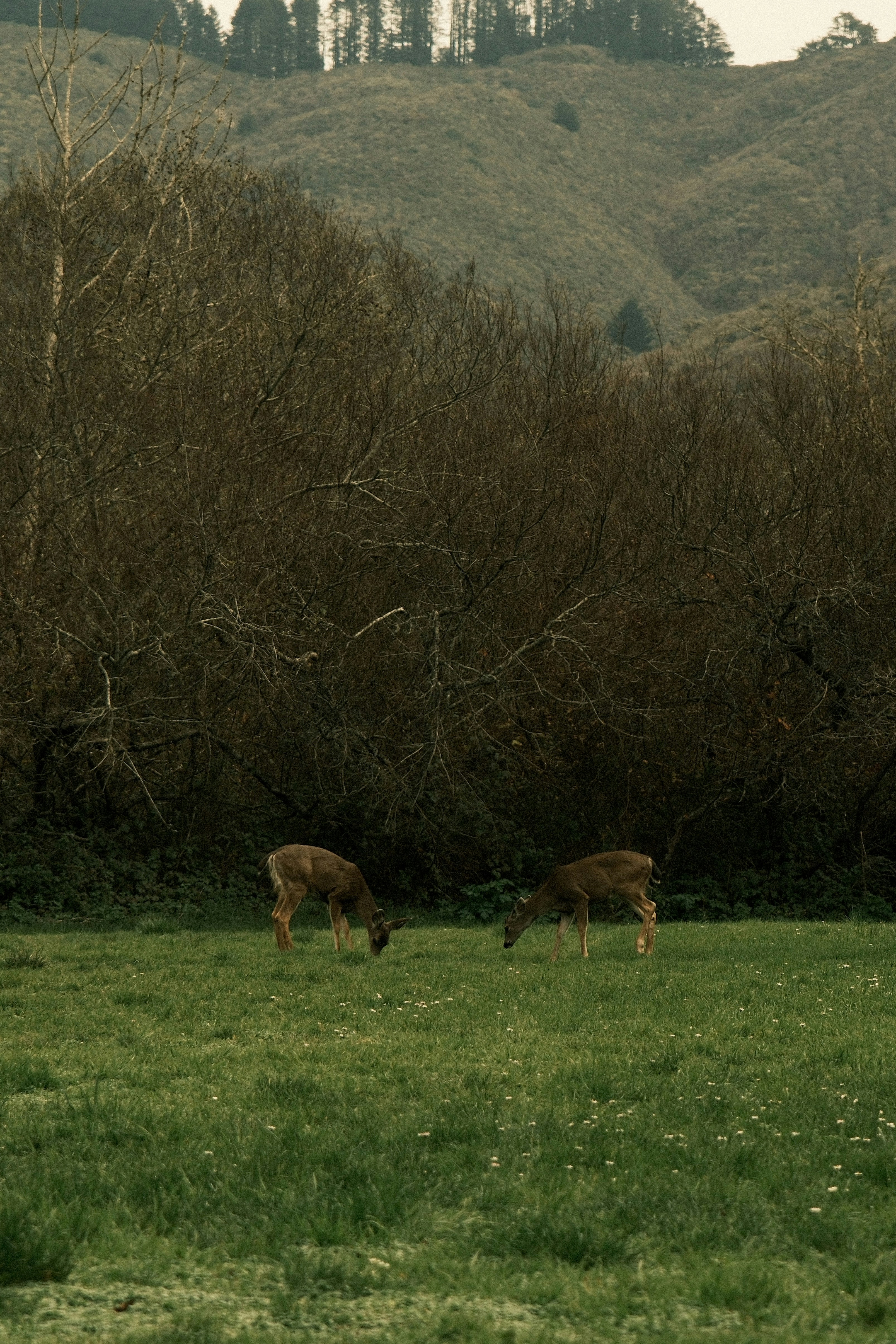 Grazing in the Dusk Light
