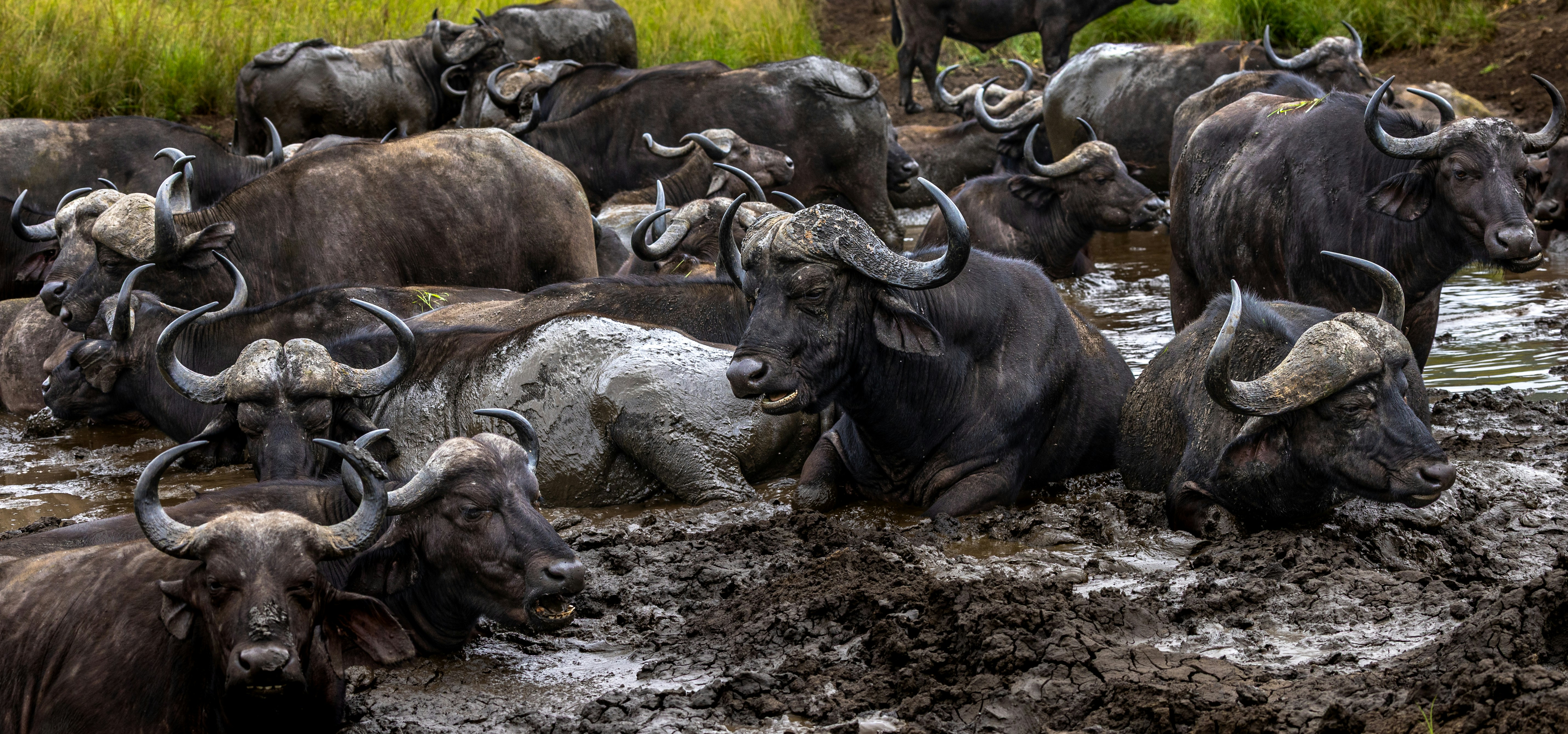 Mud-Wedged Herd: Resting Waterbuffalo in a Muddy Bend