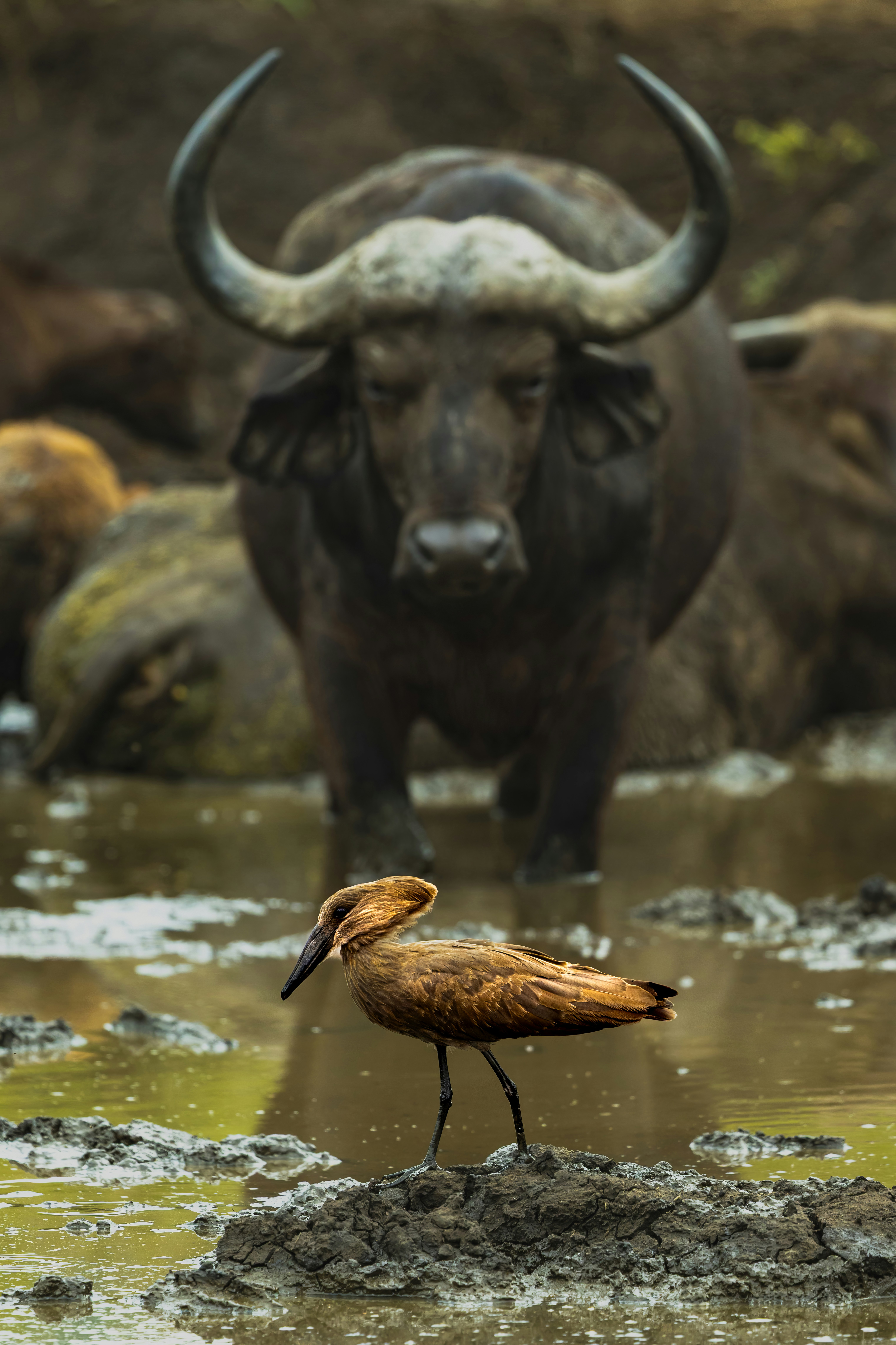 Herd Sentinel: A Waterhole Stare-Down Between Bull and Egret