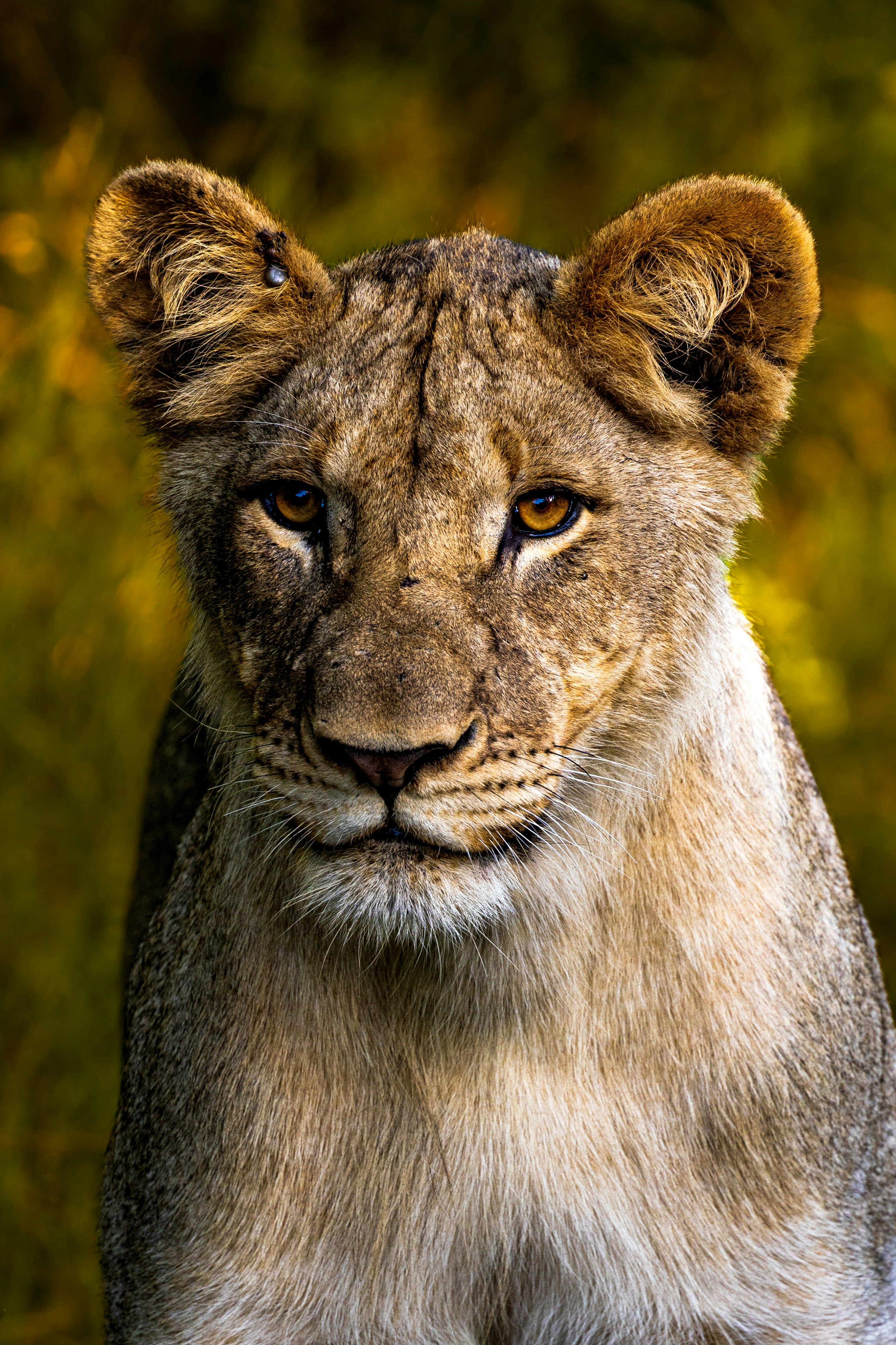 Lioness Portrait: Golden Eyes in a Quiet Golden Hour