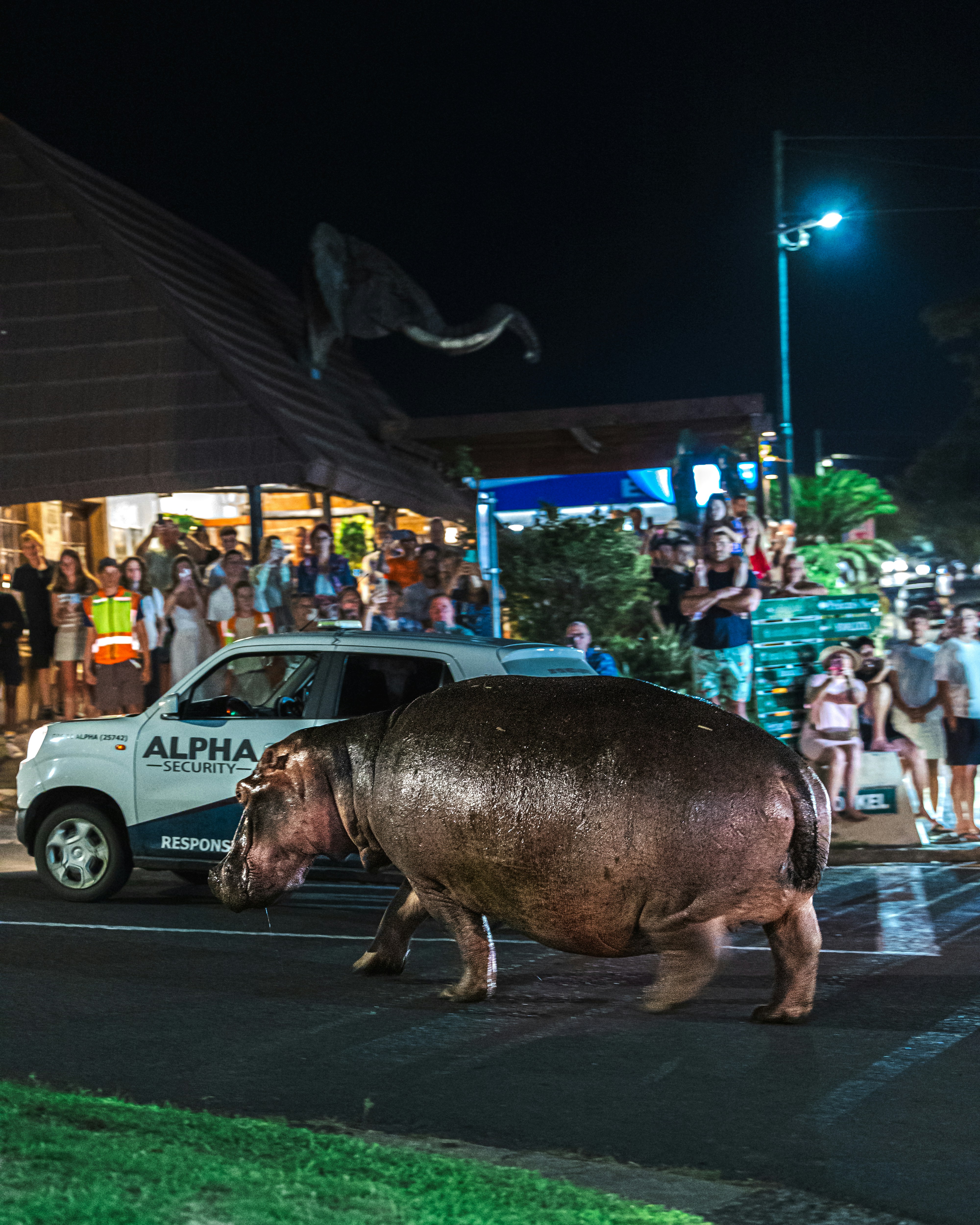Hippo in the Night Parade: City Street Encounter