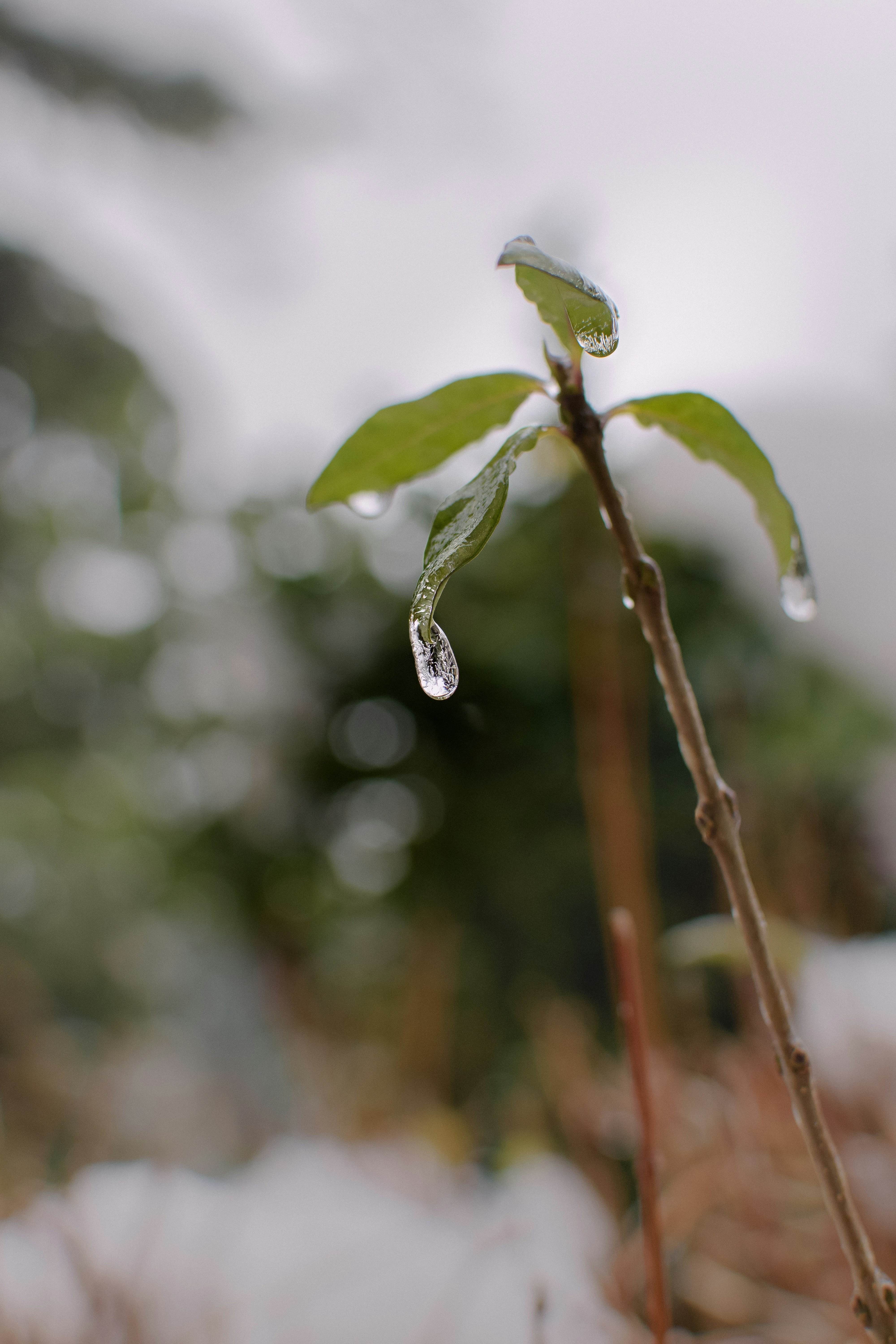 Ice at the Tip: A Bud Clinging to Winter Light