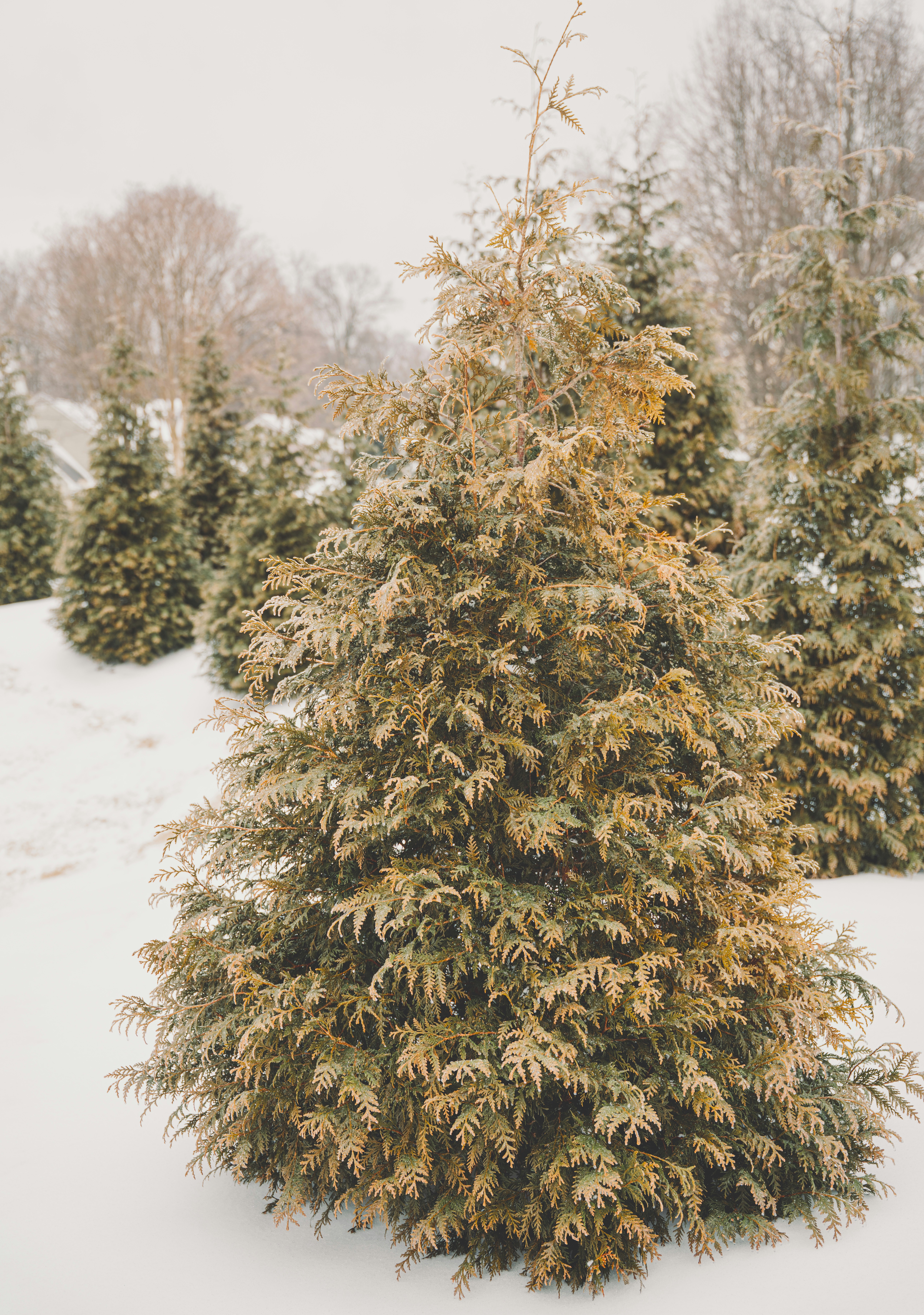 Snow-kissed evergreen centerpiece in a quiet orchard