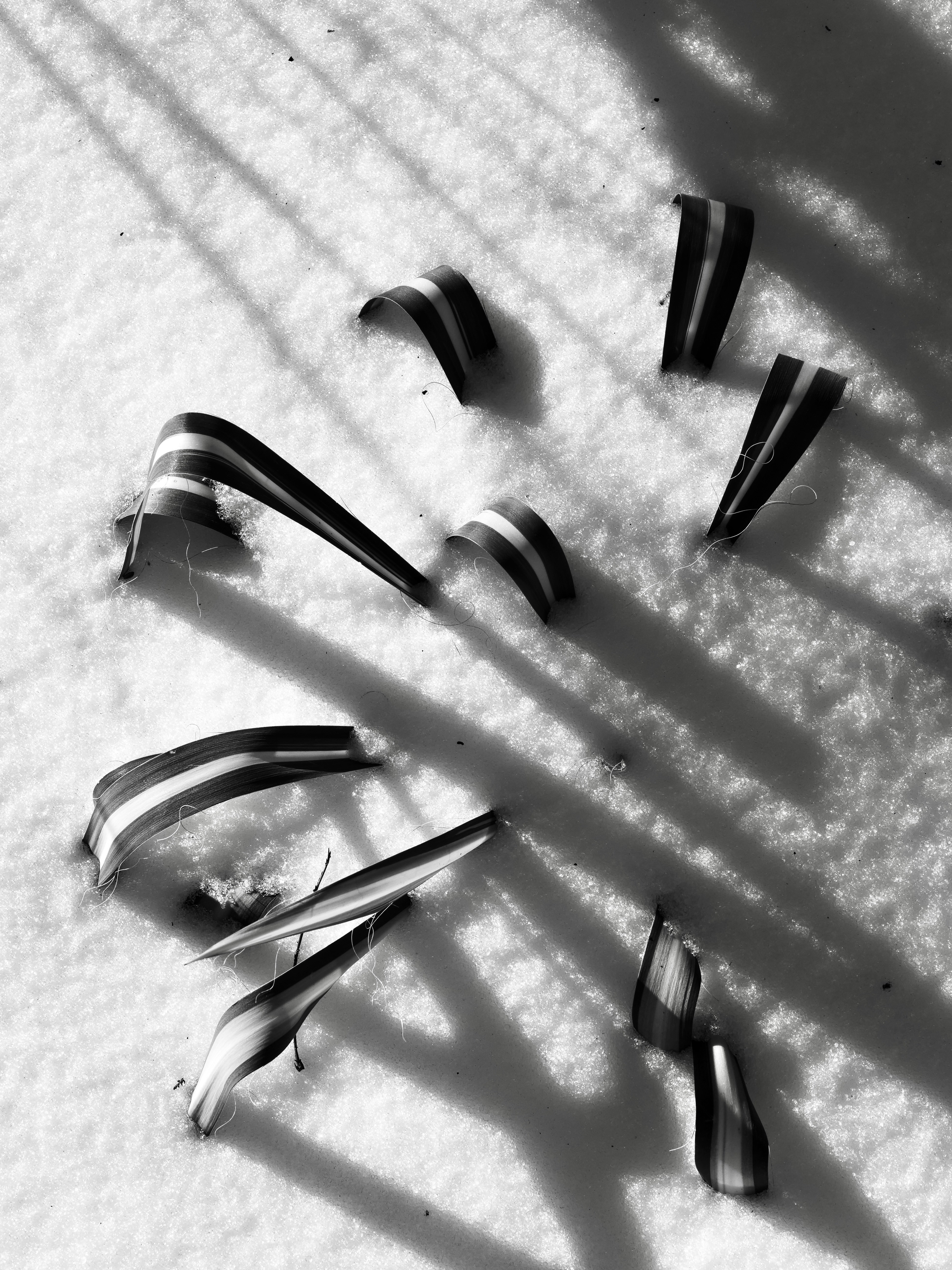 Curled Ribbon Debris on Snow: Abstract Stripes in Shadow