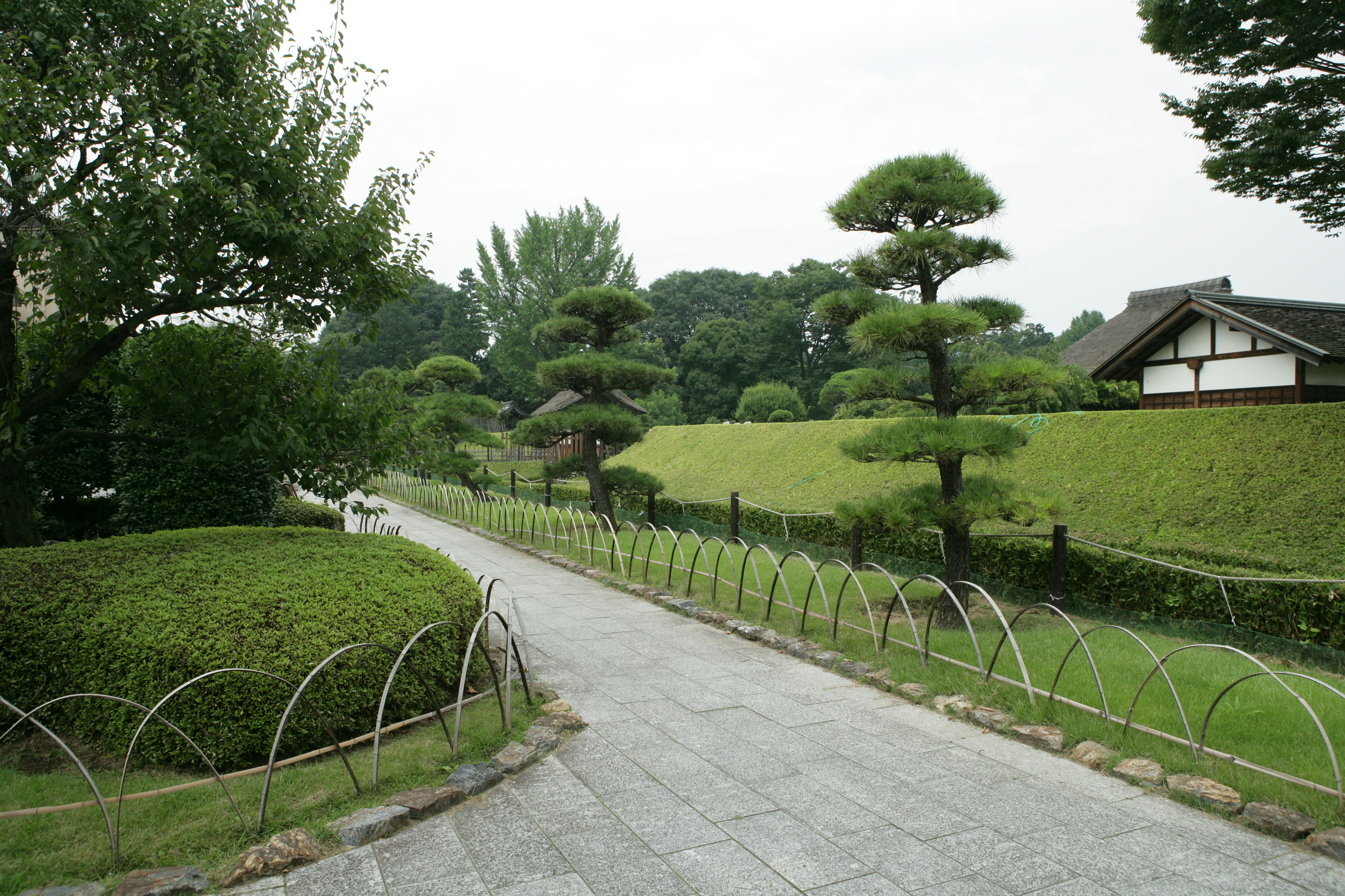 Tranquil Japanese Garden Path Surrounded by Pruned Pines