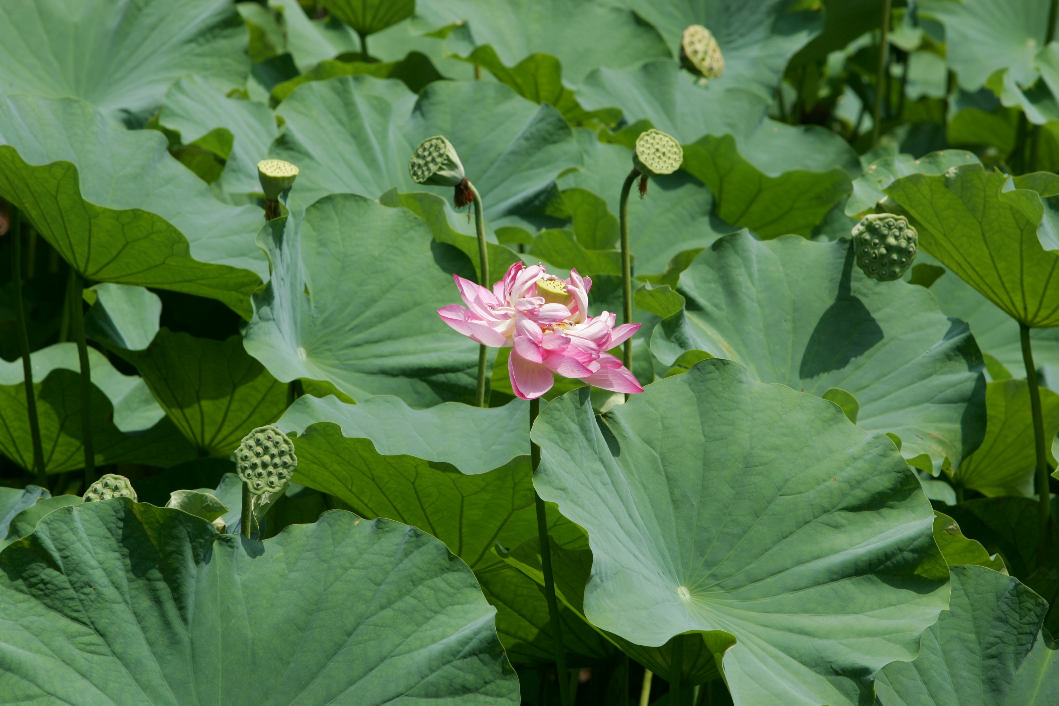 A delicate pink lotus flower blooms among large green leaves.
