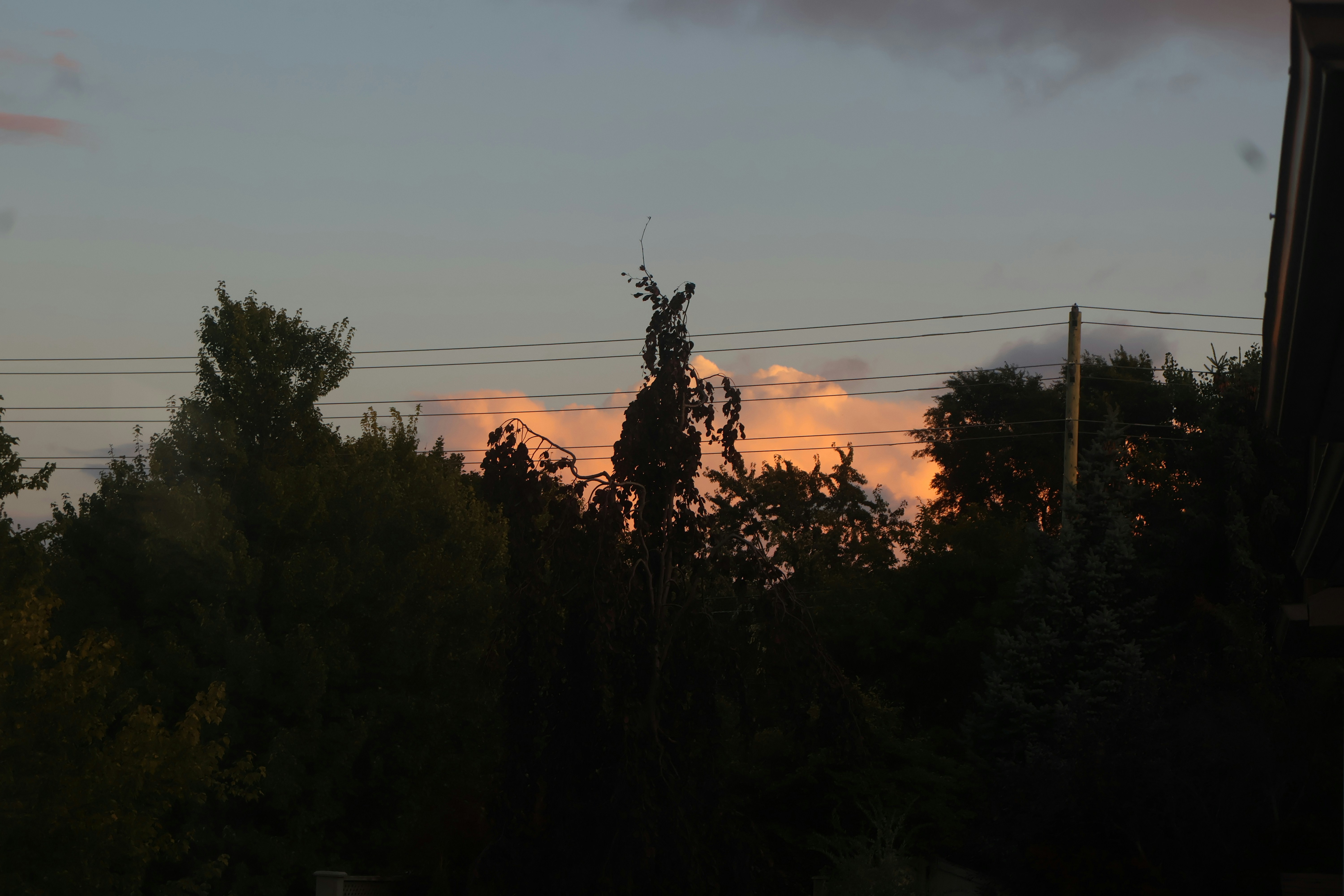 Twilight Silhouettes Over Quiet Suburban Trees