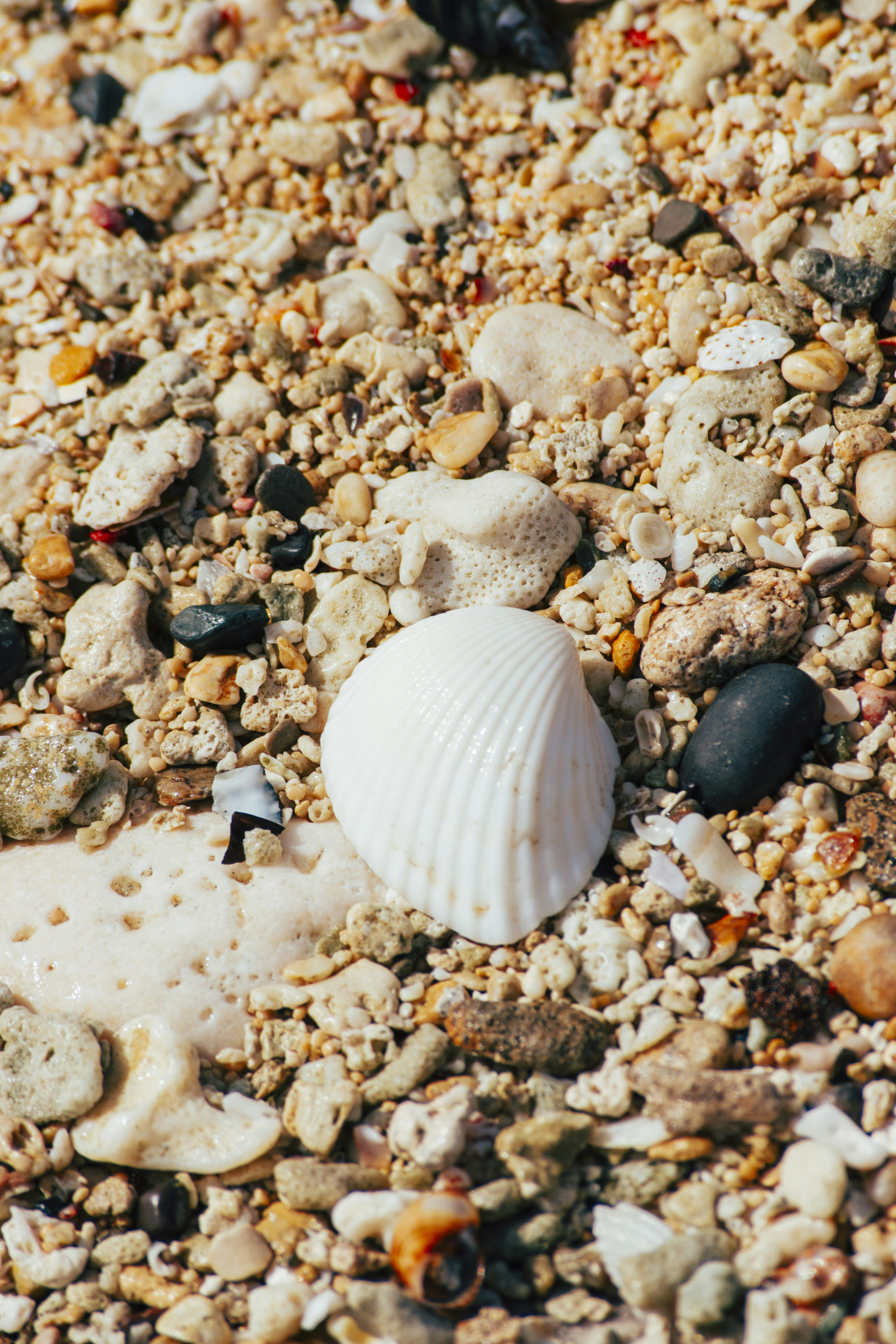 White seashell resting on a beach of tiny pebbles and fragments