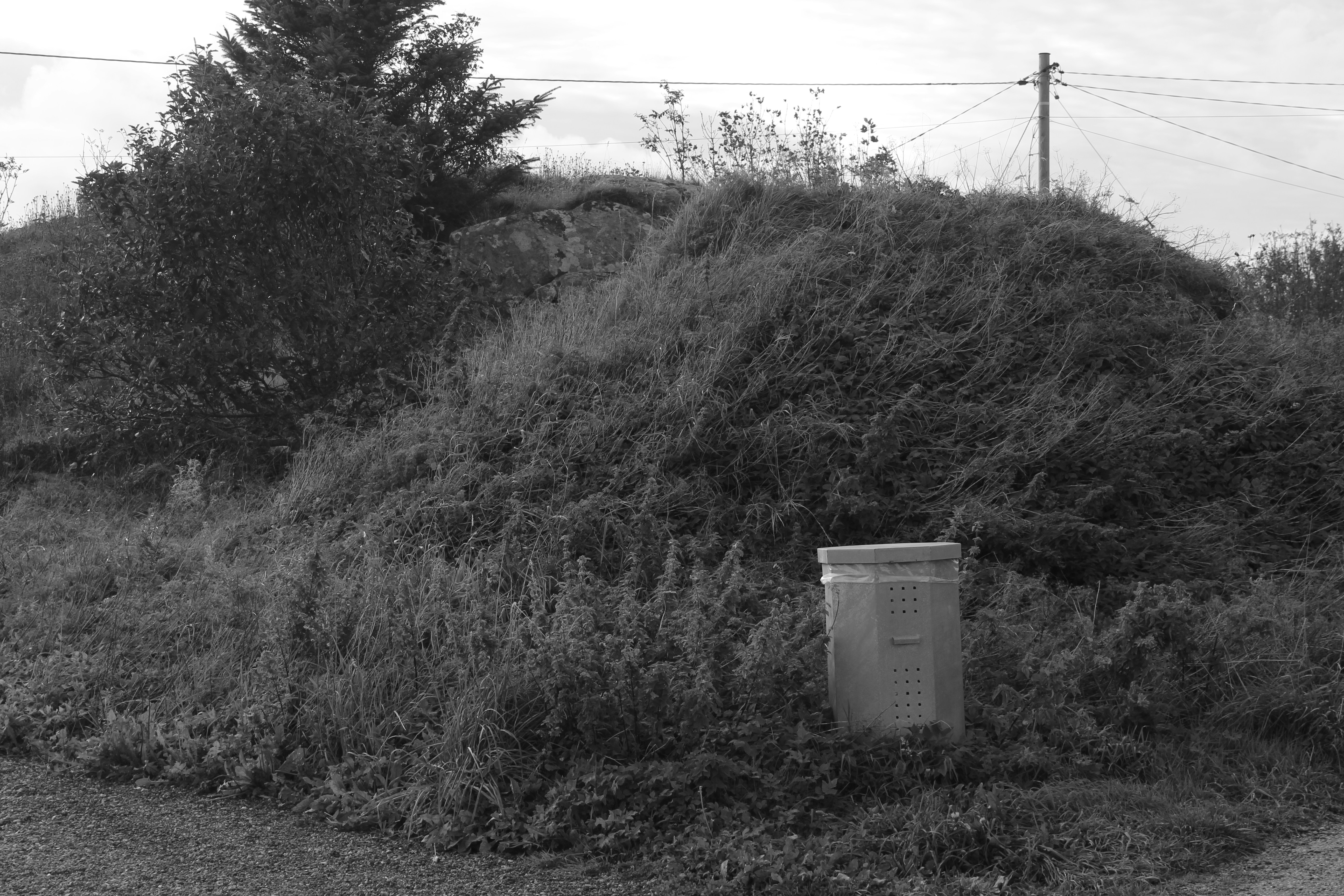 Overgrown Verge and Utility Box in Quiet Rural Horizon