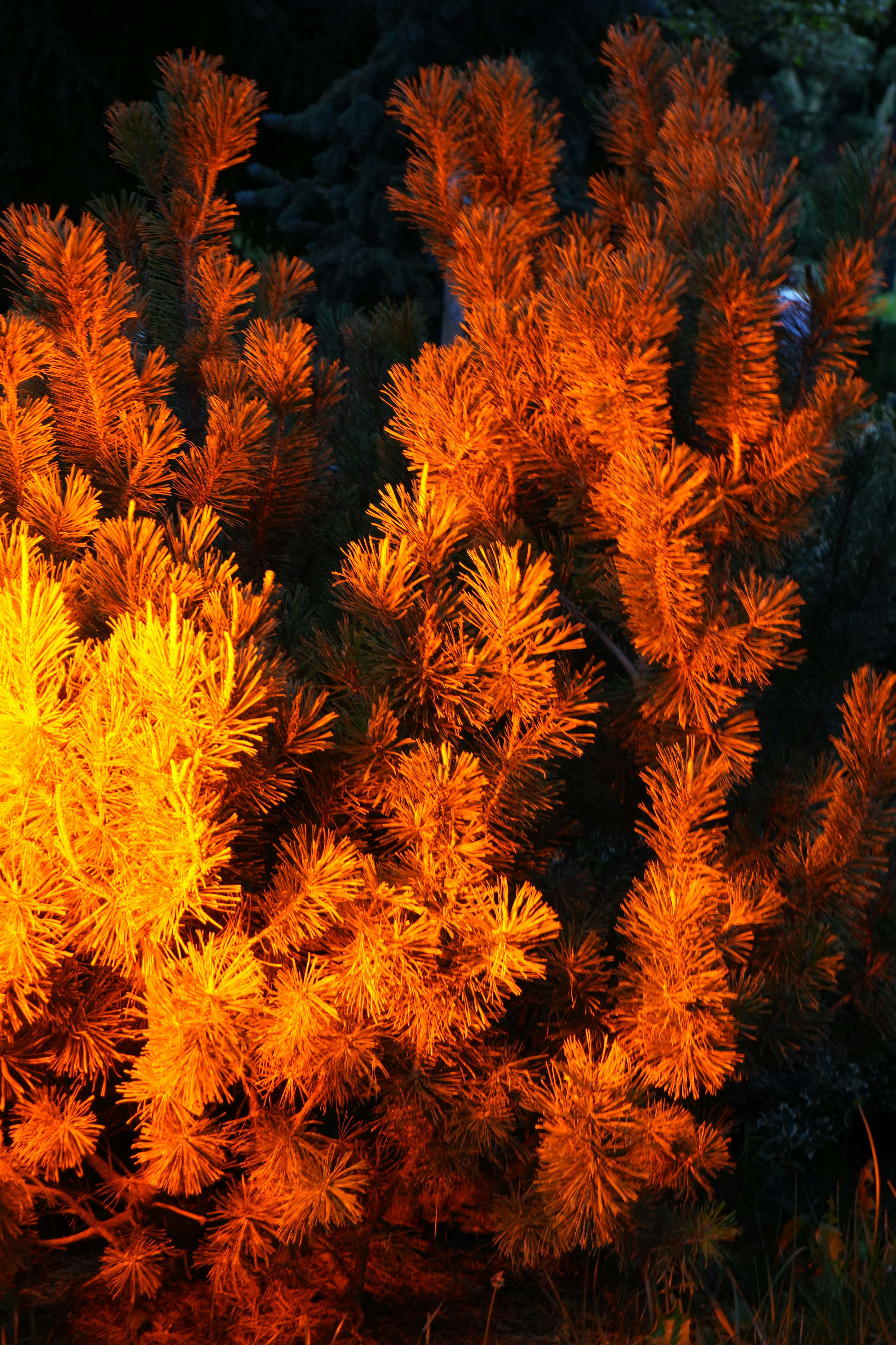 Inferno of Pine Needles: Autumn Glow in a Dark Forest