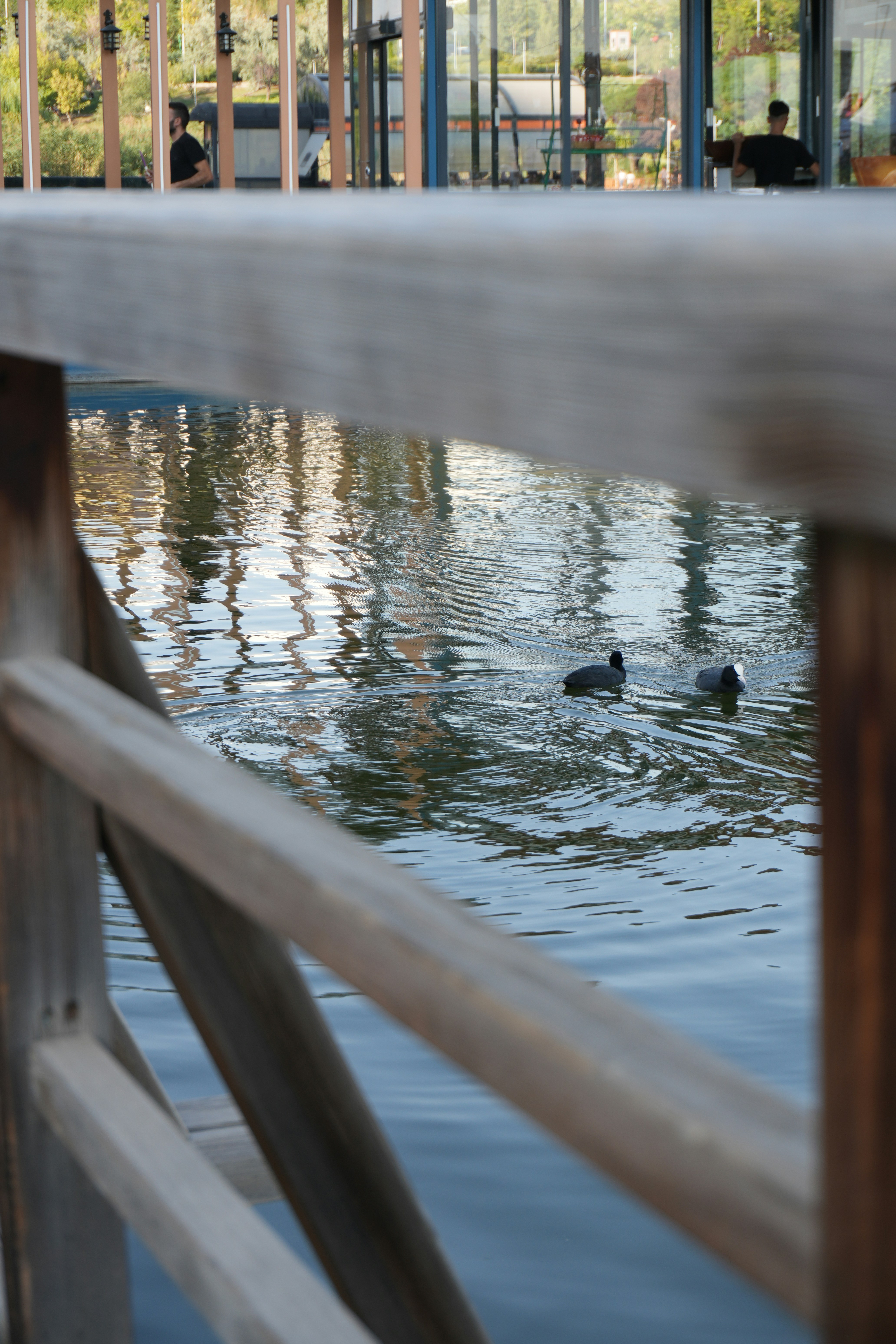 Calm Reflections: Ducks Paddle Under a Glassy Canopy