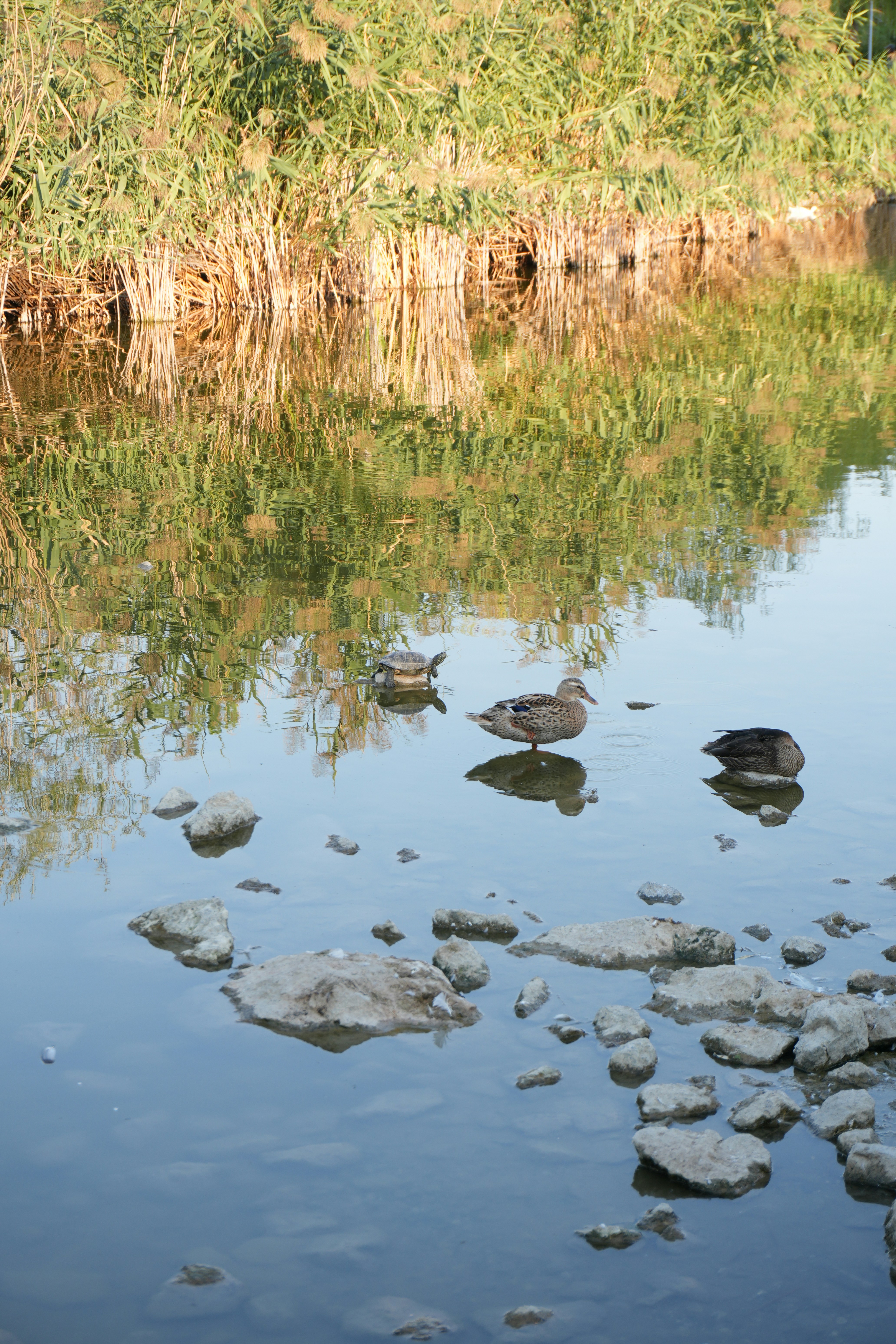 Riverbank Reflections: A trio of Ducks amid Stones and Reeds