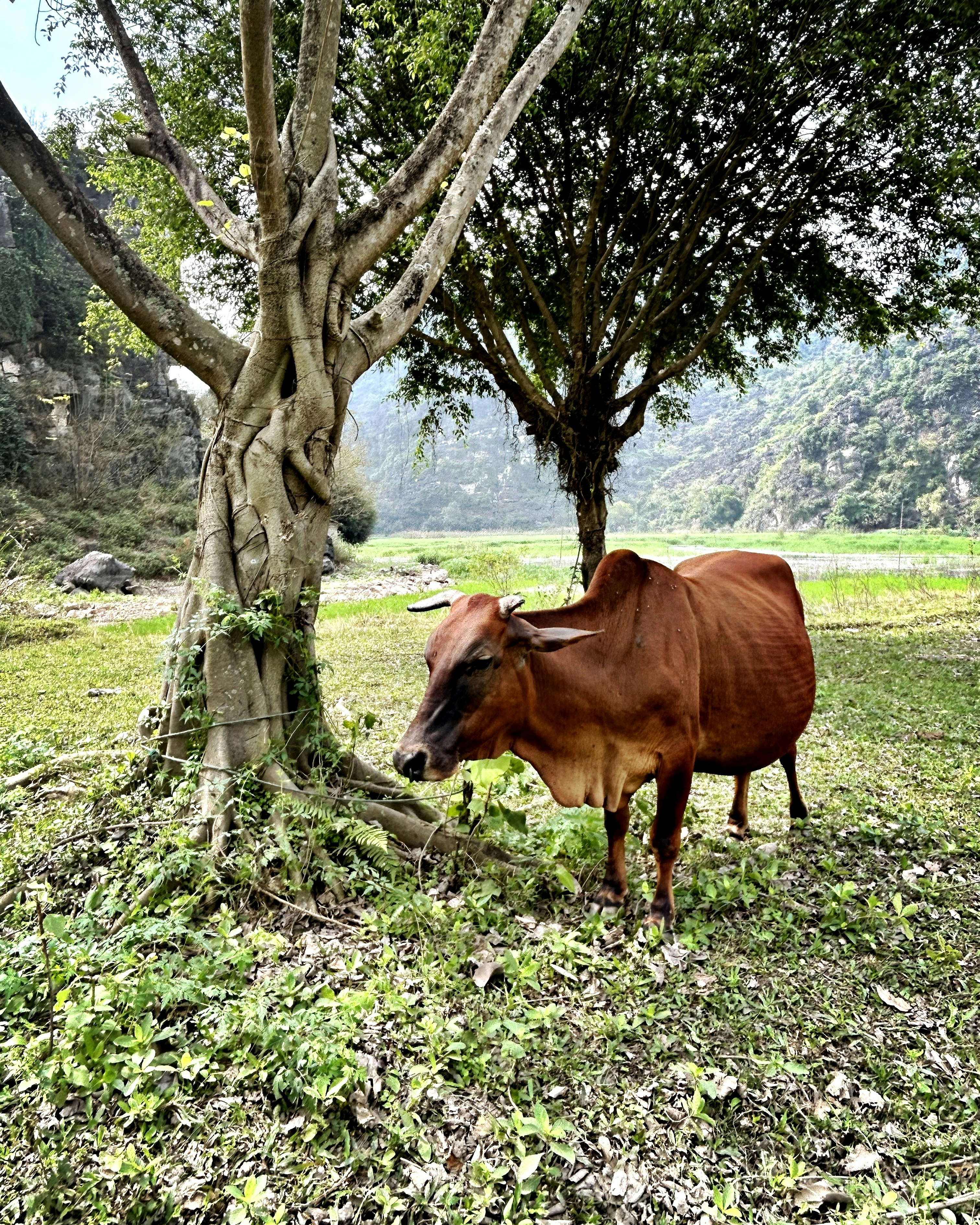 Brown cow under a spreading tree in a sunlit pasture