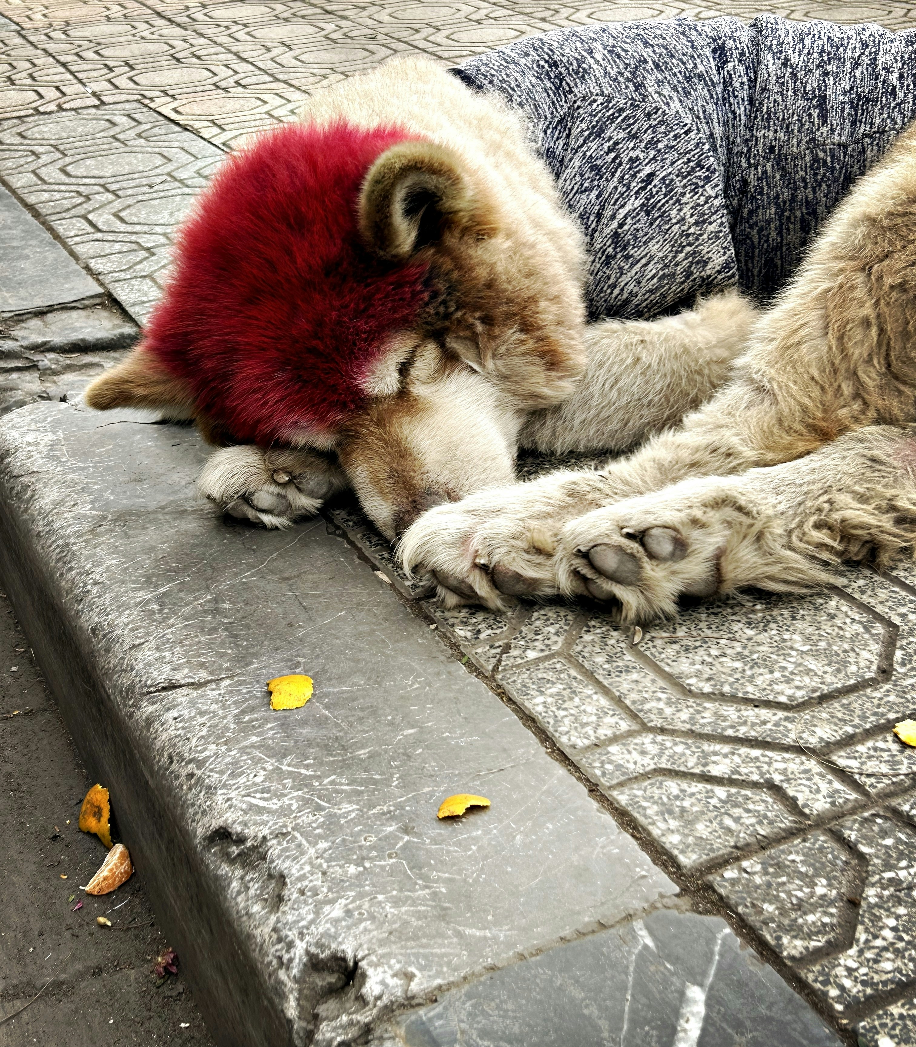 Red-Furred Guardian of the Pavement