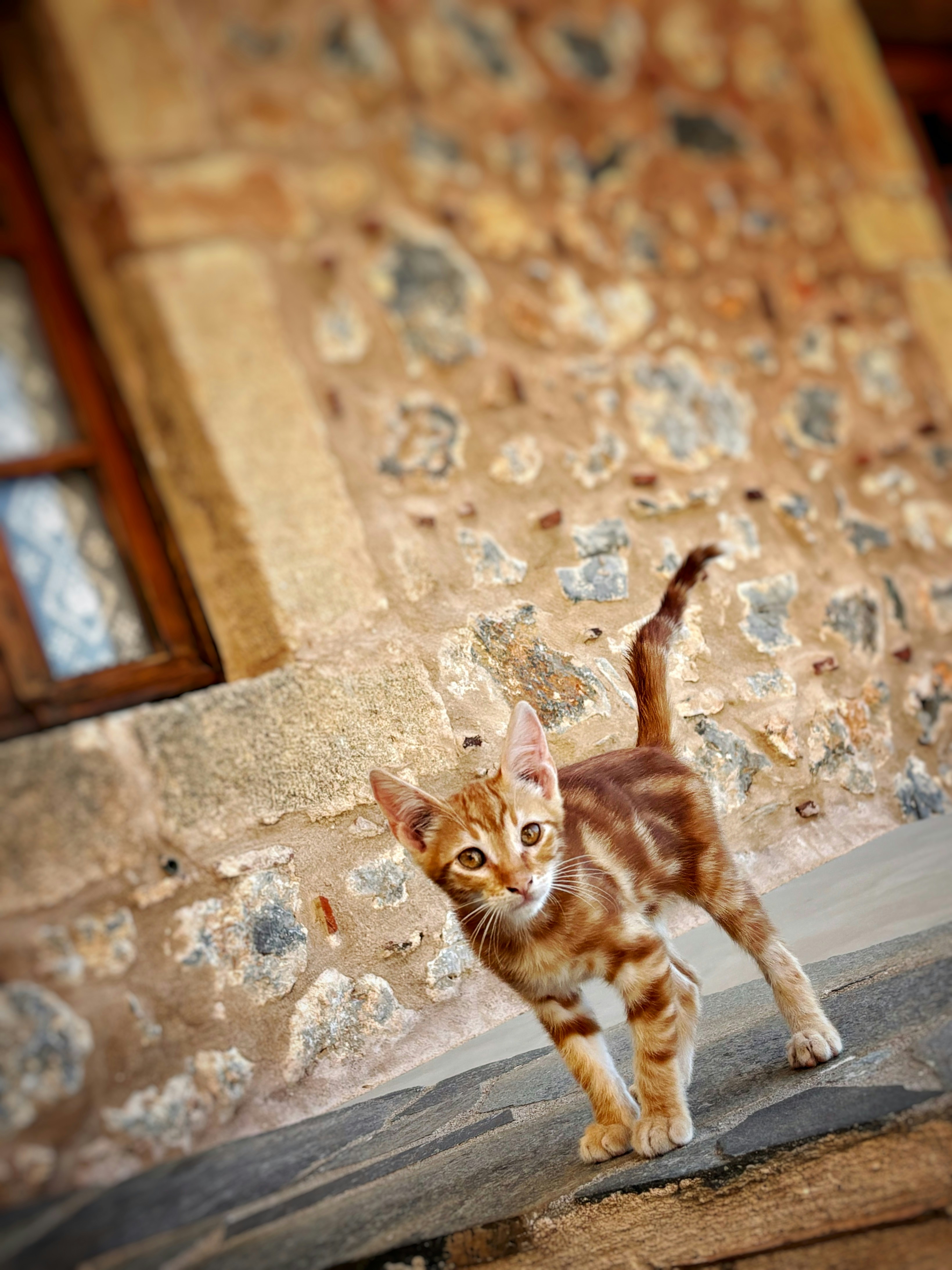 Curious Ginger Kitten on a Stone Terrace