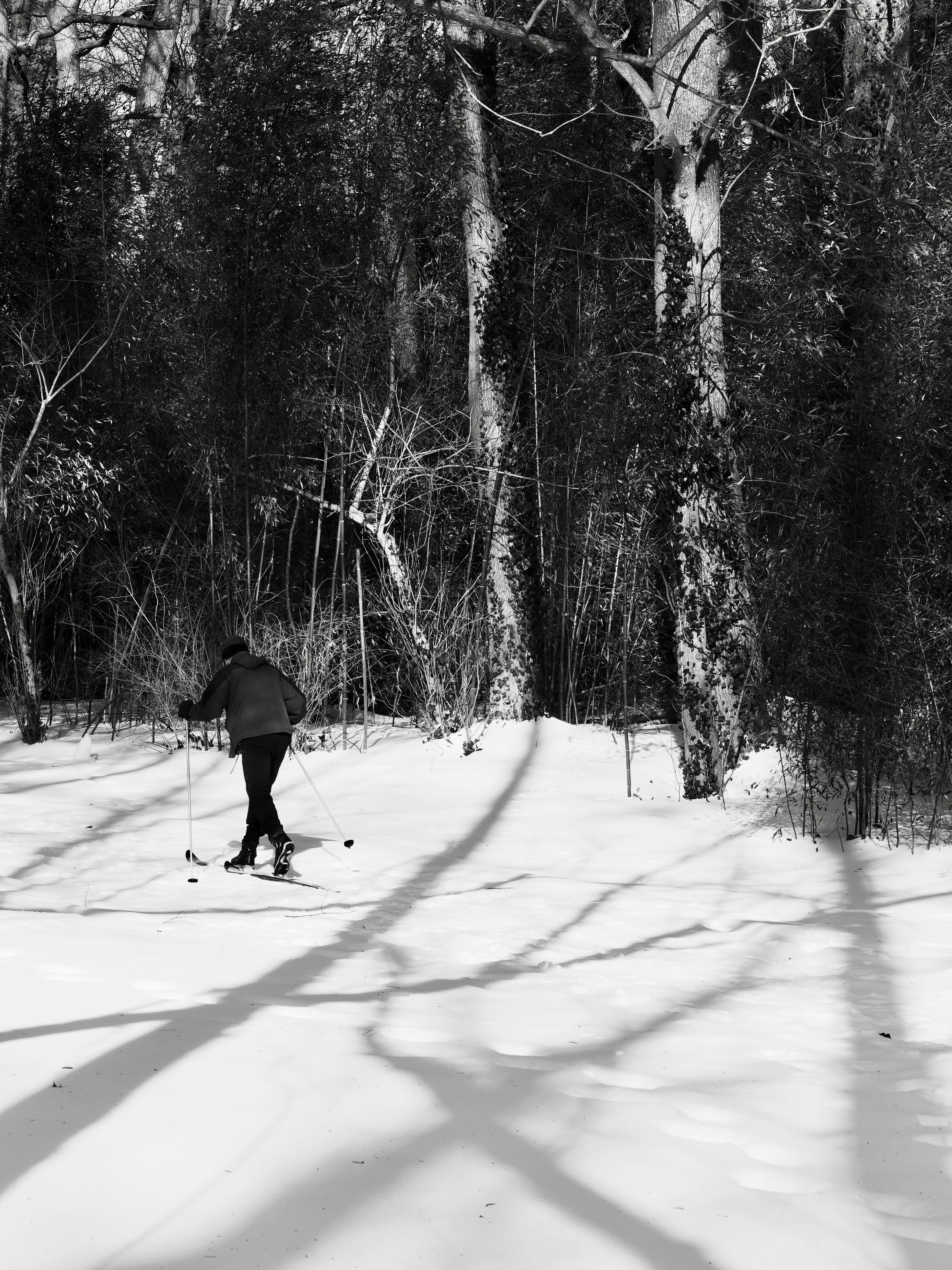 Silent Trek: A Skier In Snowlit Wood
