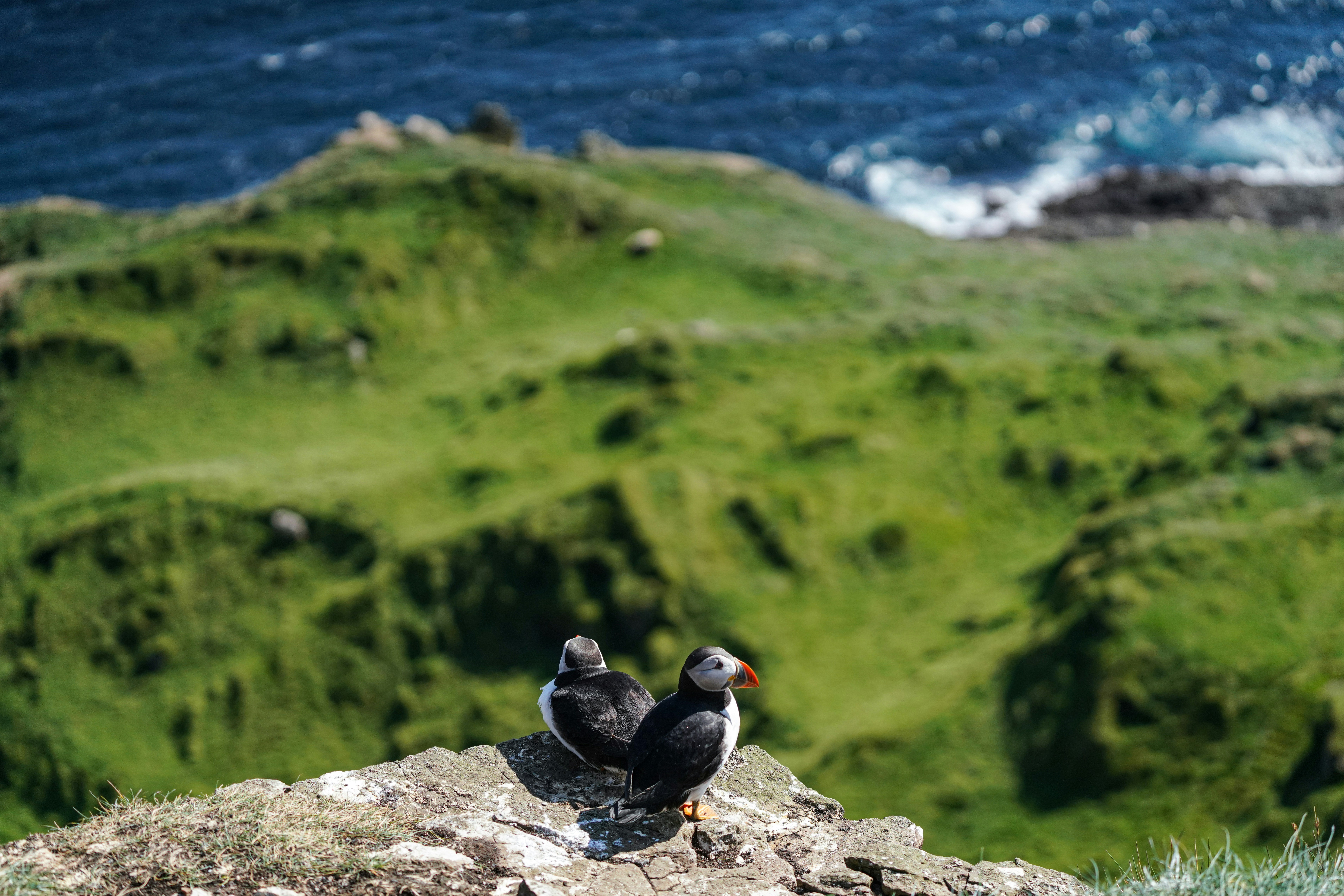 Two Puffins Crown the Cliff: A Seabreeze Pause