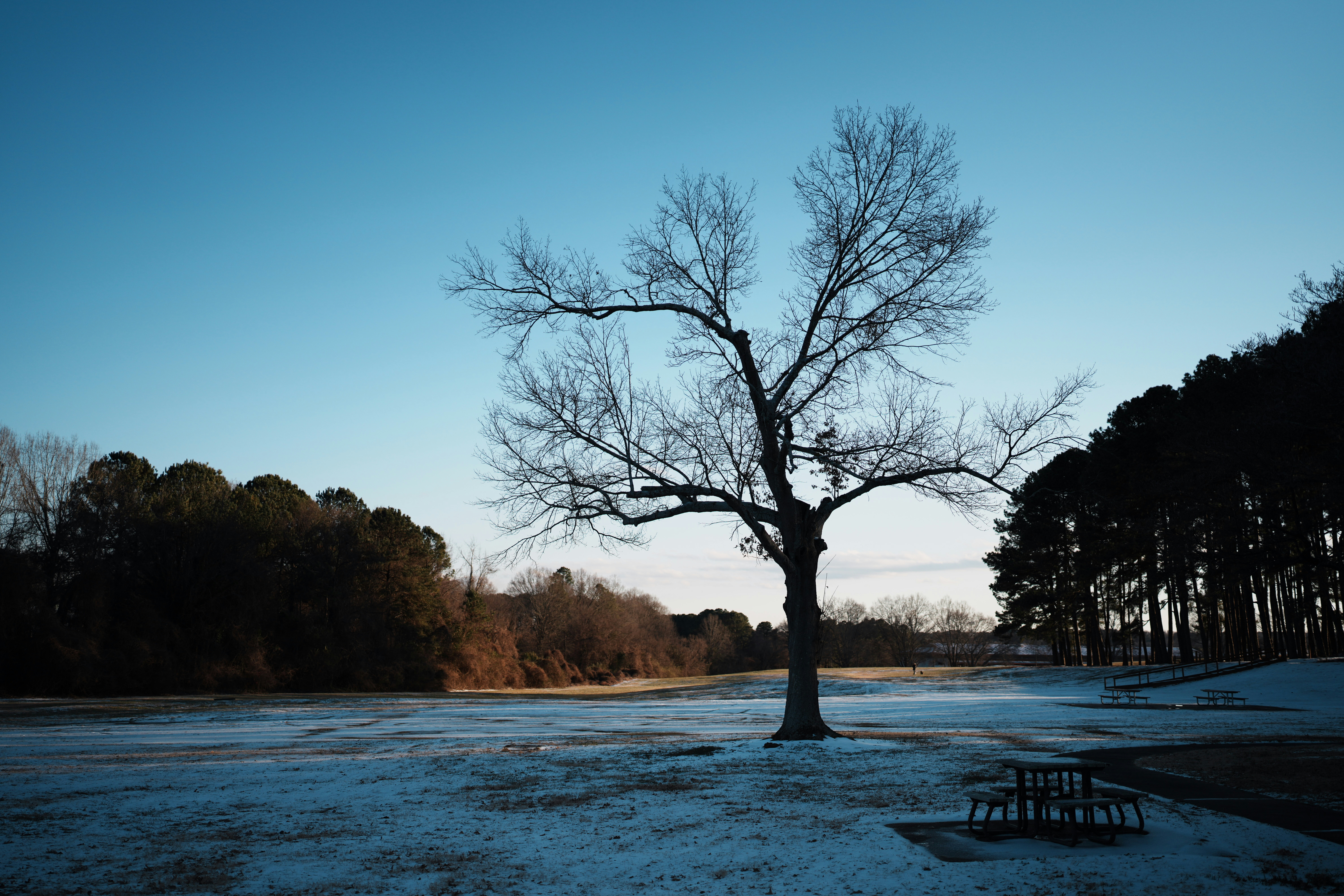 Winter Sentinel: A Lone Tree Reaches Across a Frosted Plain