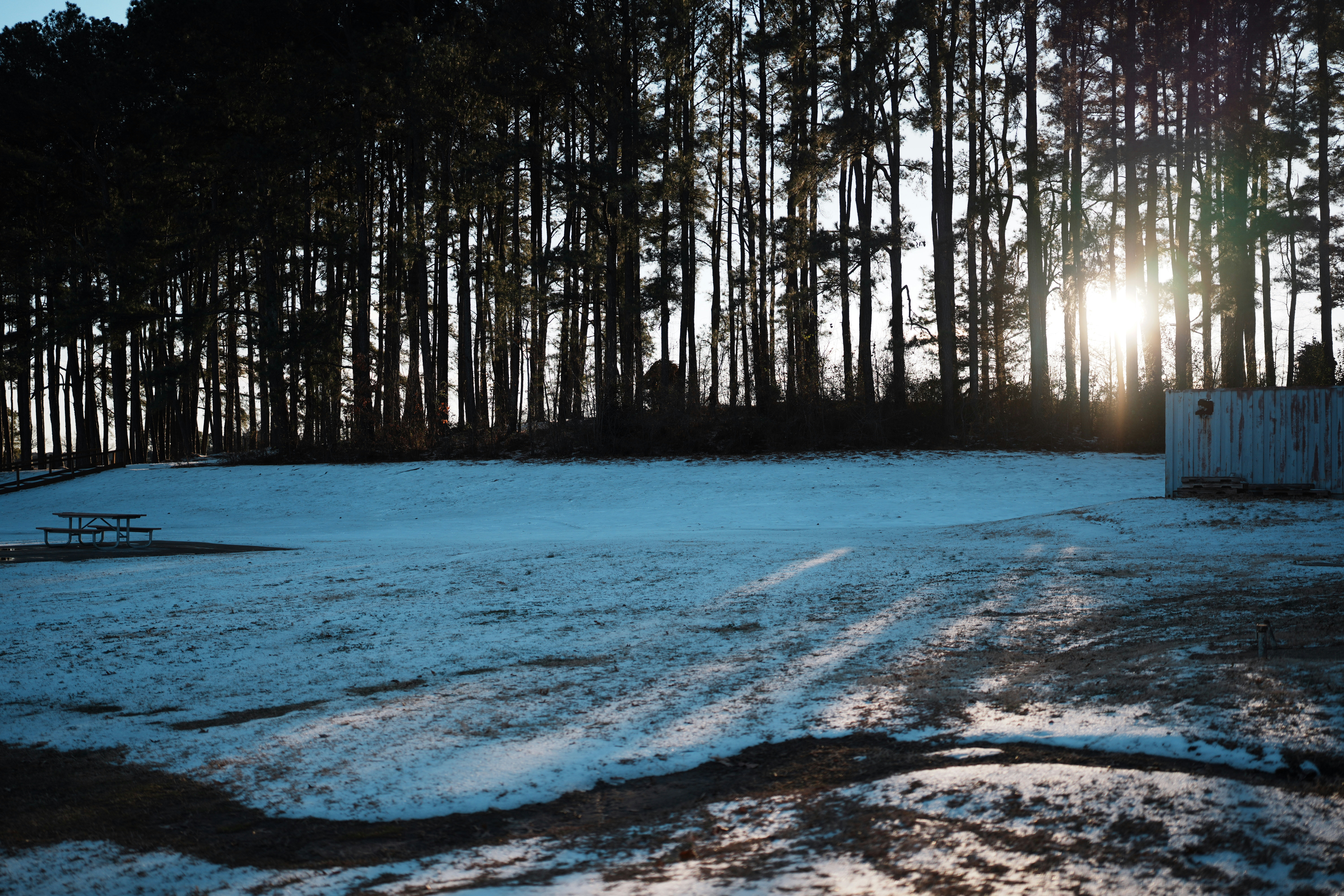 Winter Light Through Needle Pines over a Quiet Snow Field
