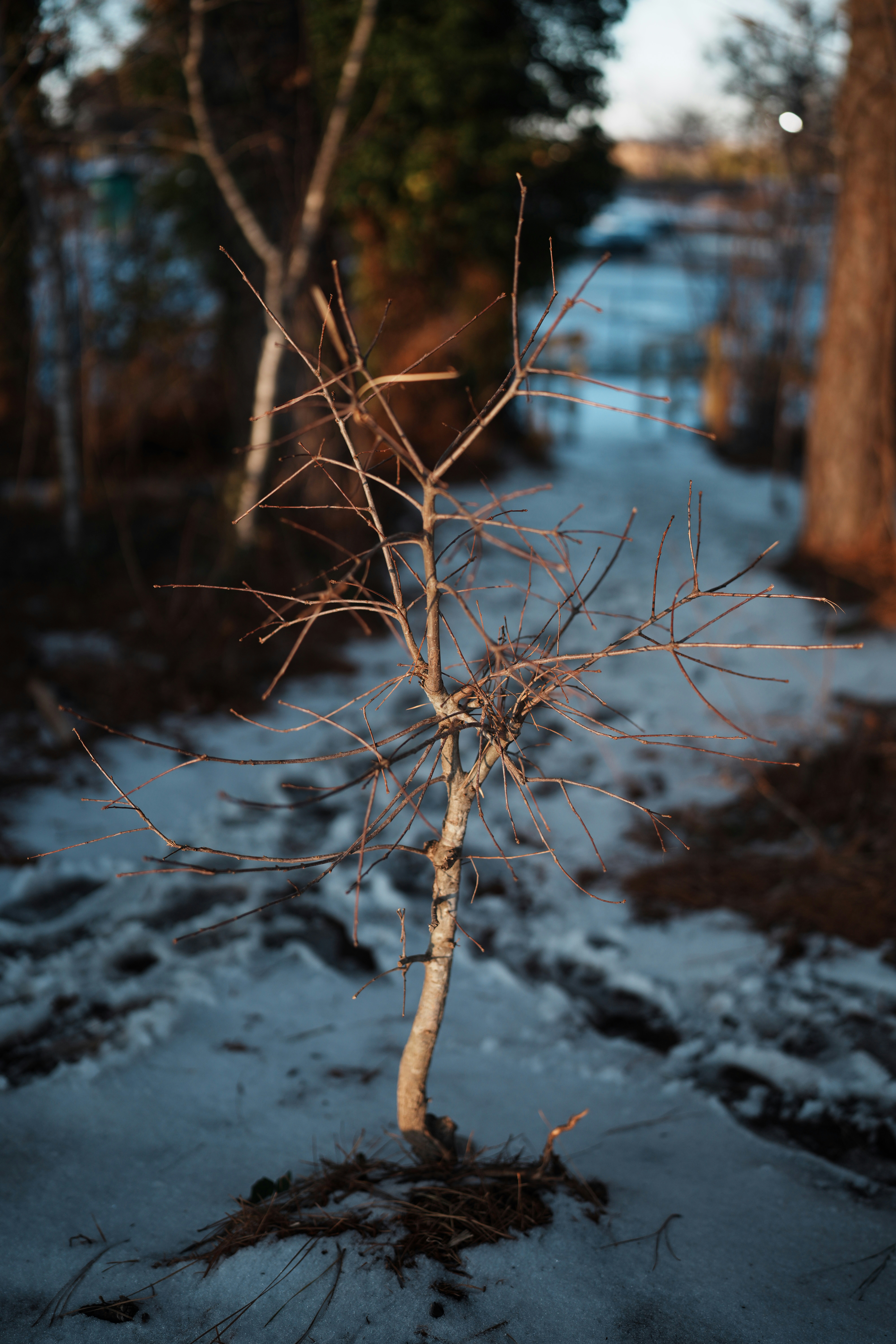 Winter Sapling Reaches Toward Dusk Light
