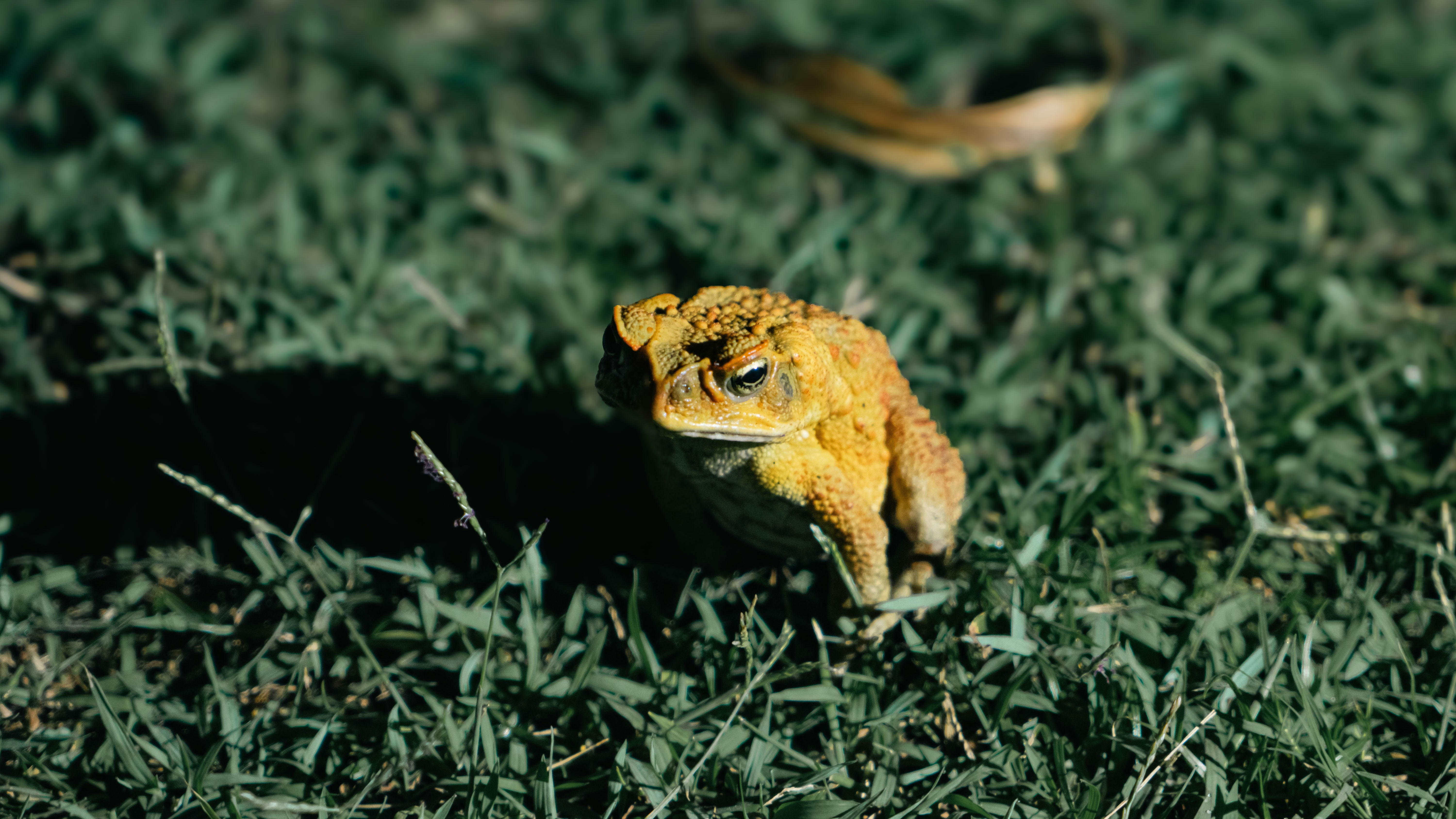 Golden Stance: A Horned Frog Emerges from the Grass