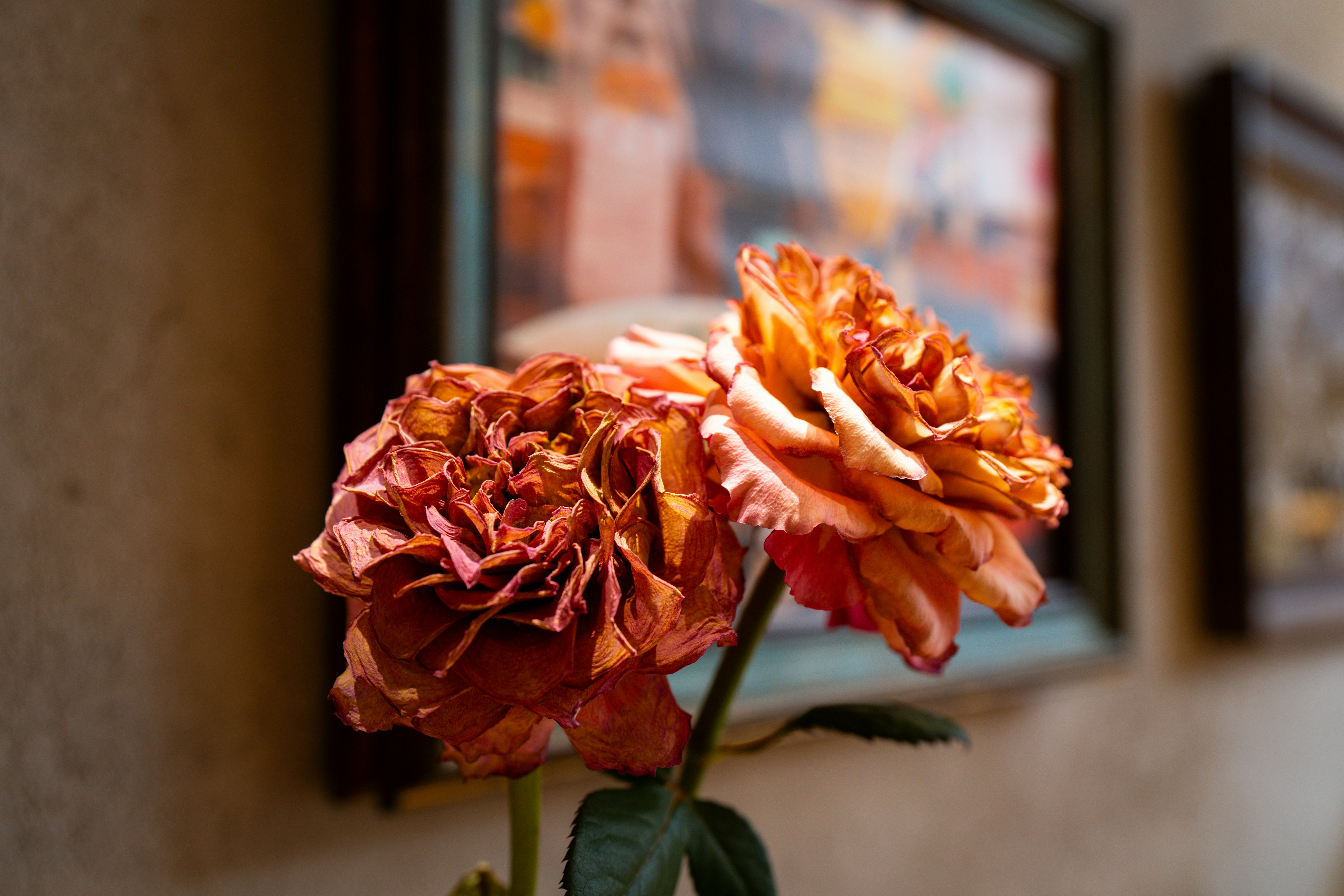 Crushed Velvet Bloom: A Pair of Roses in Warm Evening Light