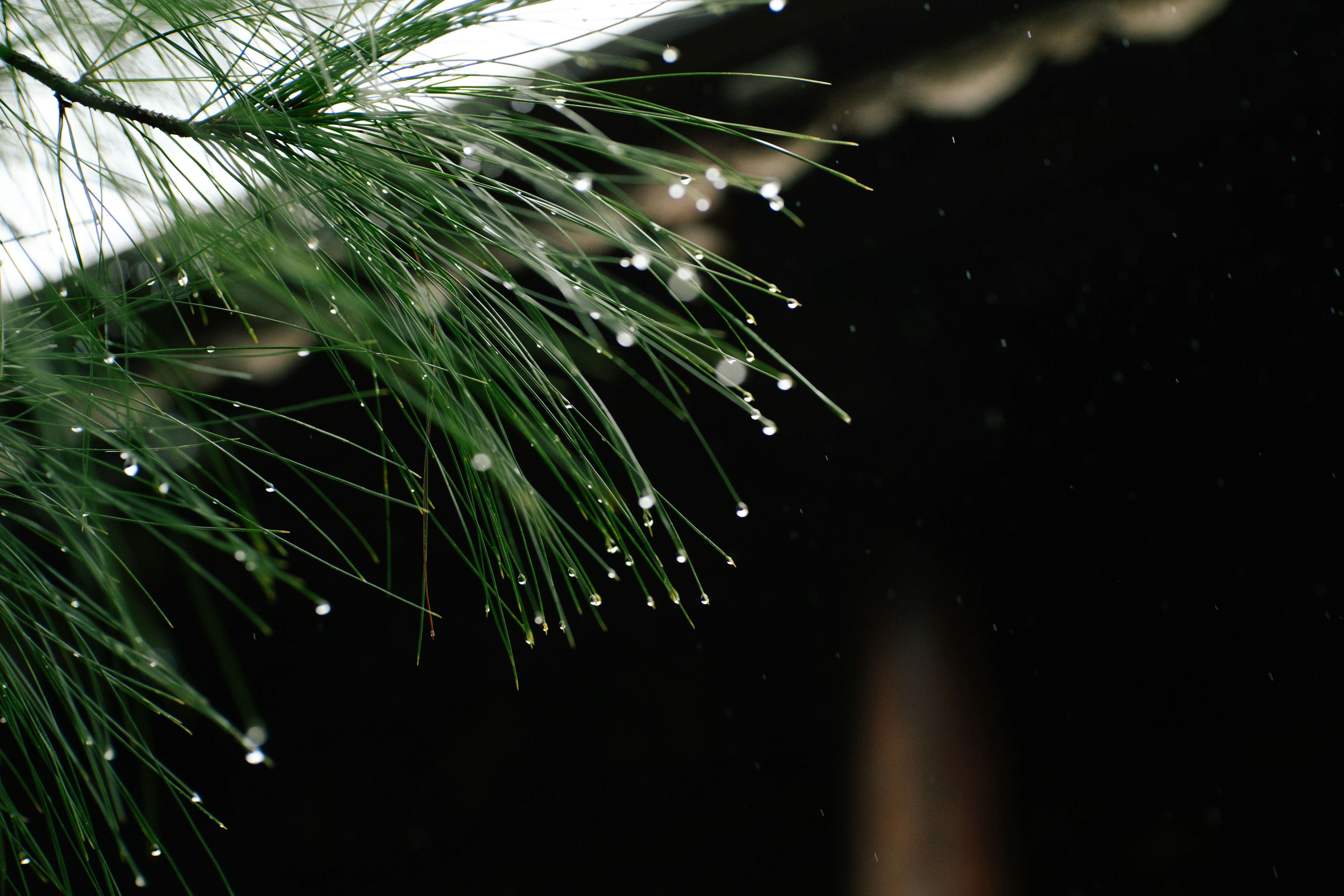 Dew-Dropped Pine Needles Against a Midnight Backdrop