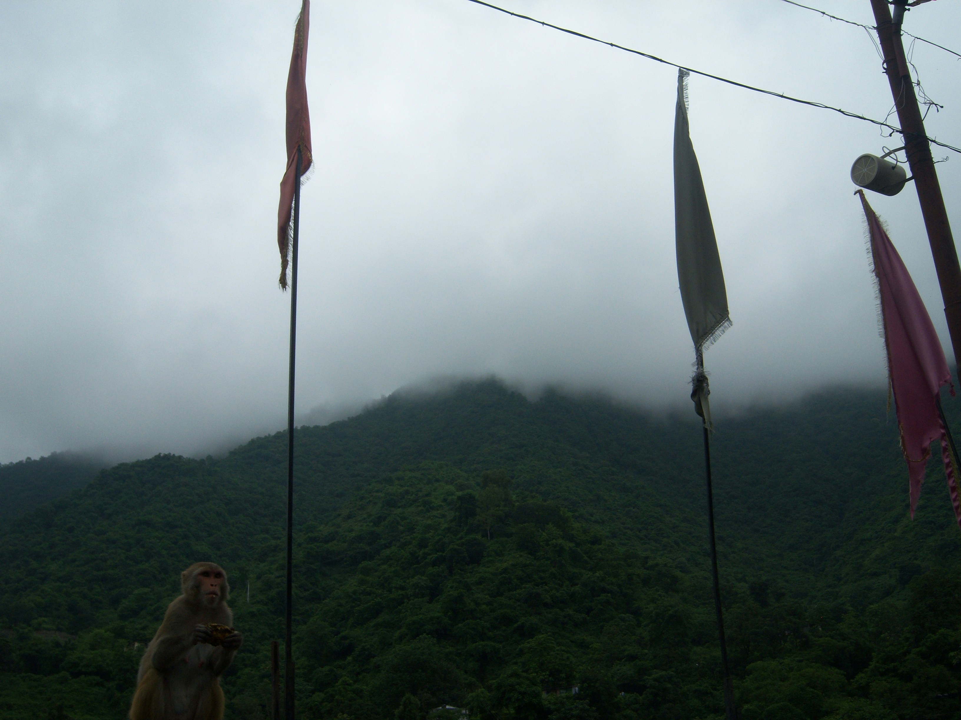A monkey sits in front of a misty mountain landscape.