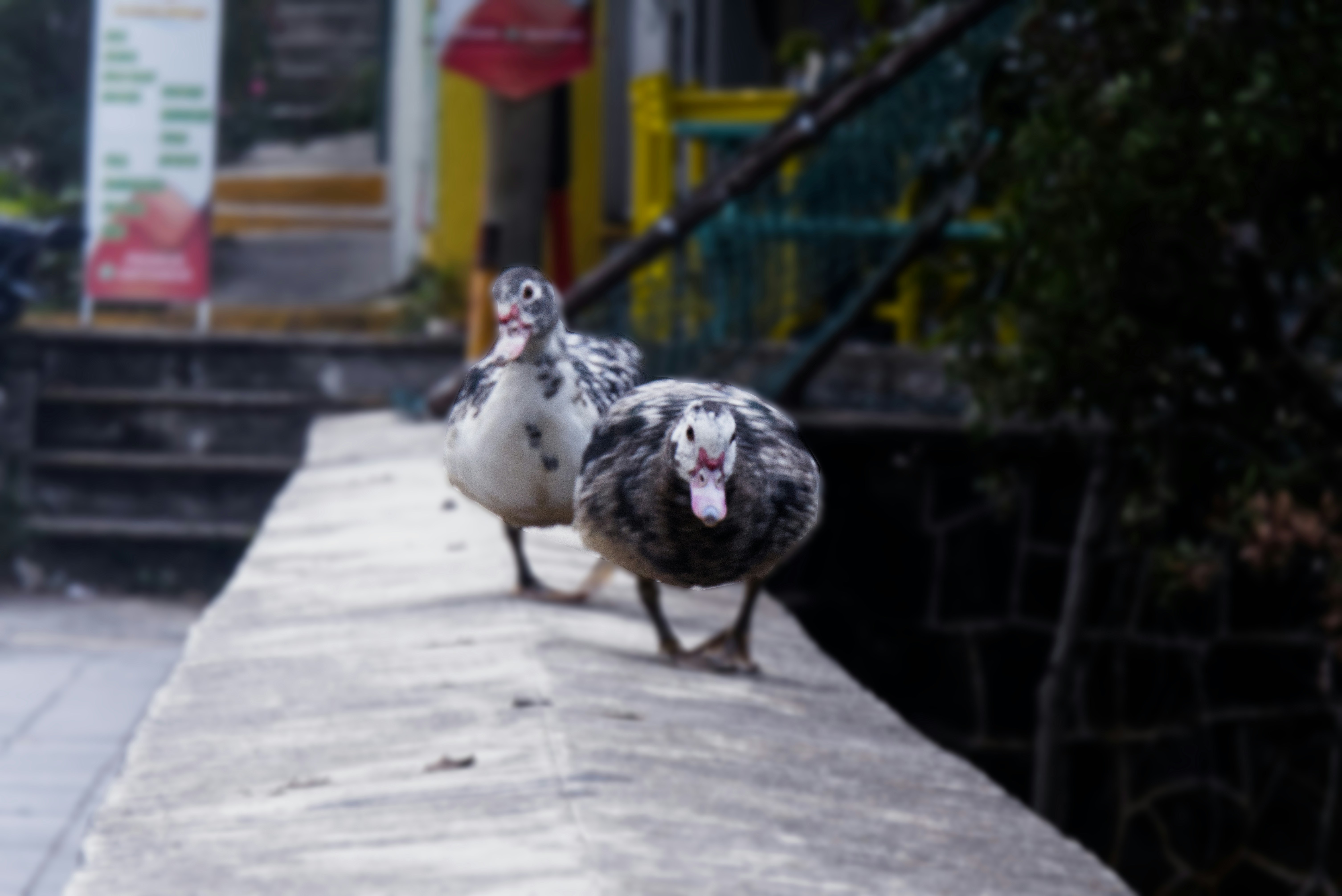 Duo on the Edge: Curious Ducks in a Quiet Courtyard