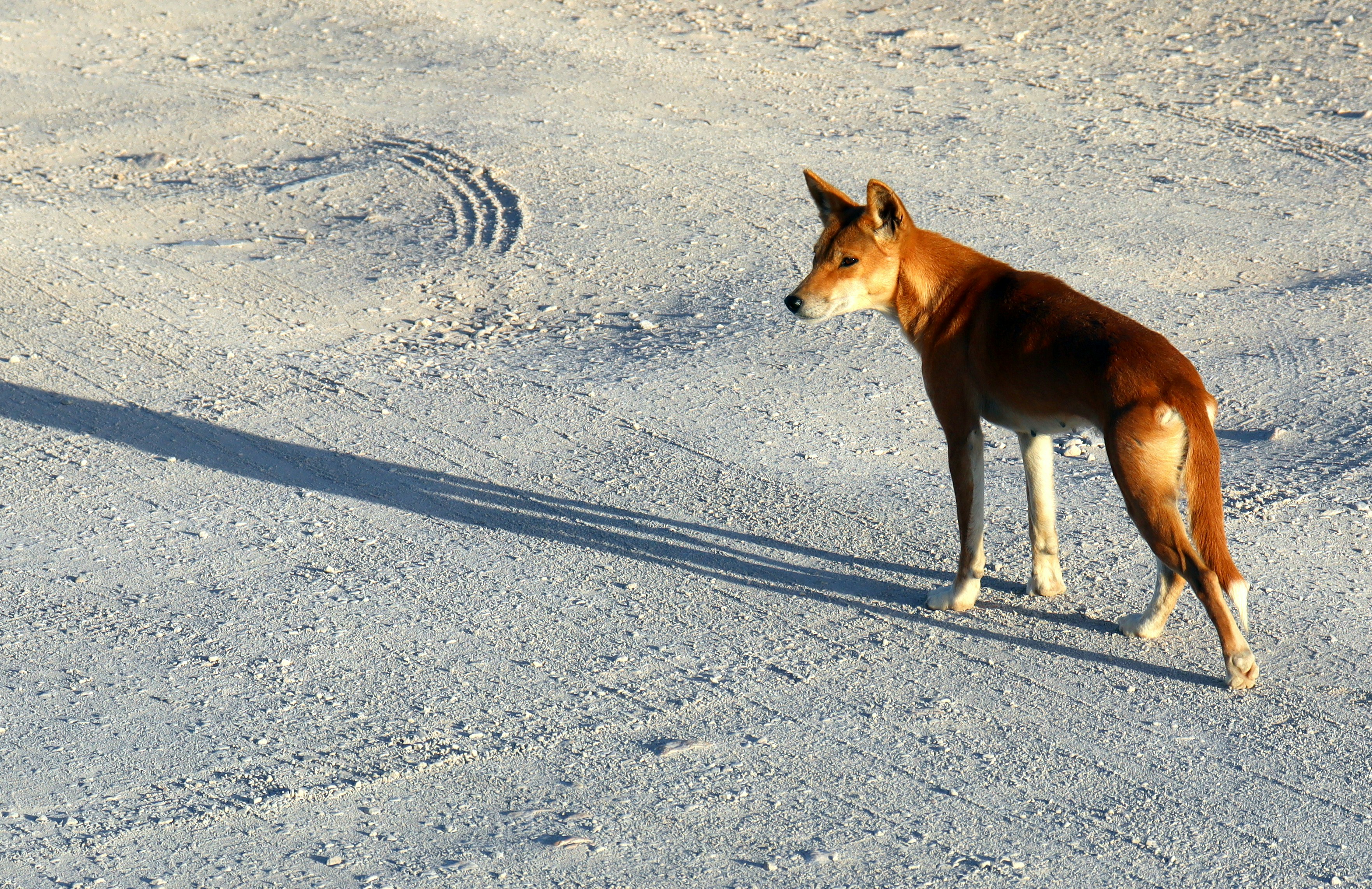 Fox on the Salt: A Quiet Stand Against Long Shadows