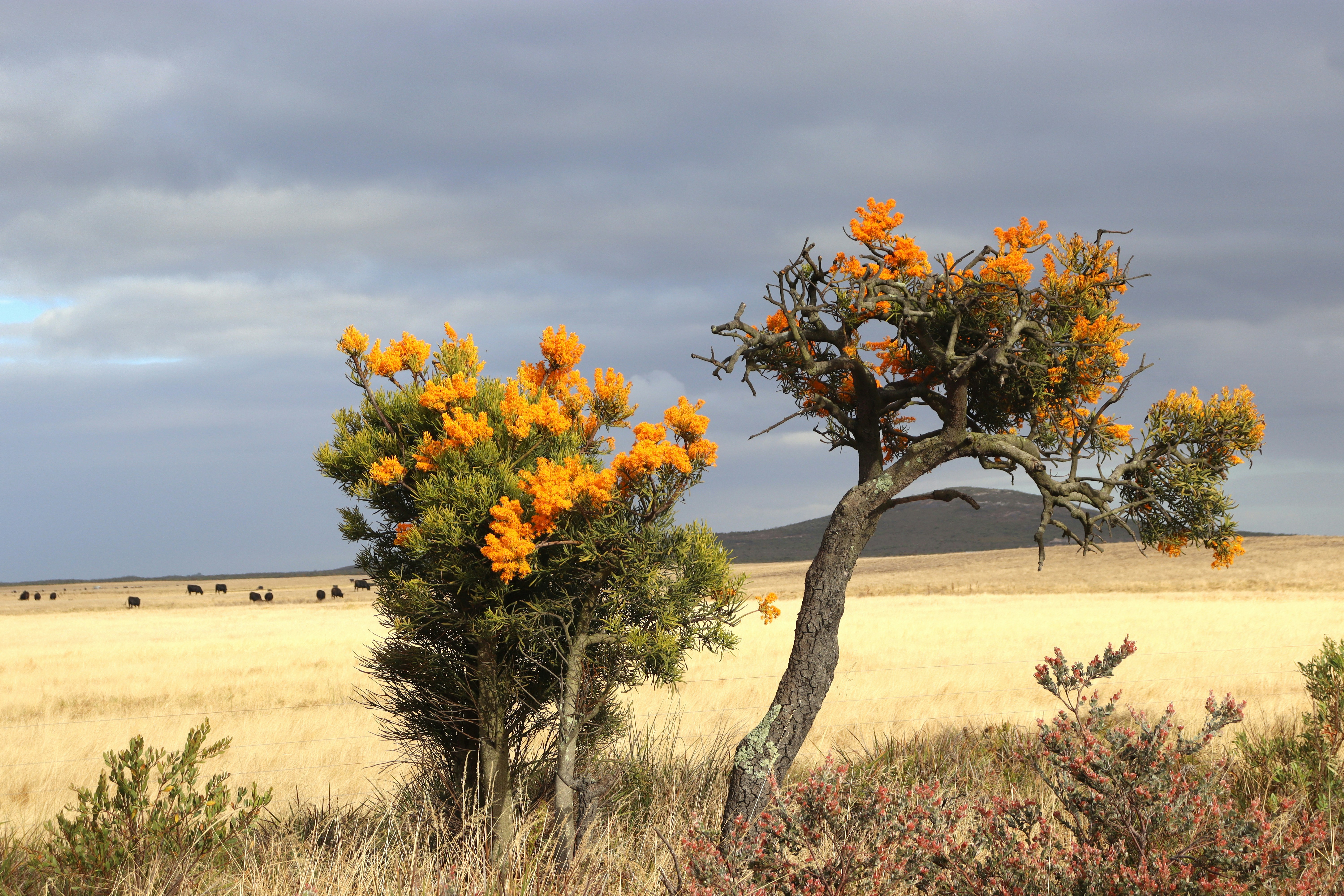 Tangled Trees Against Open Prairie