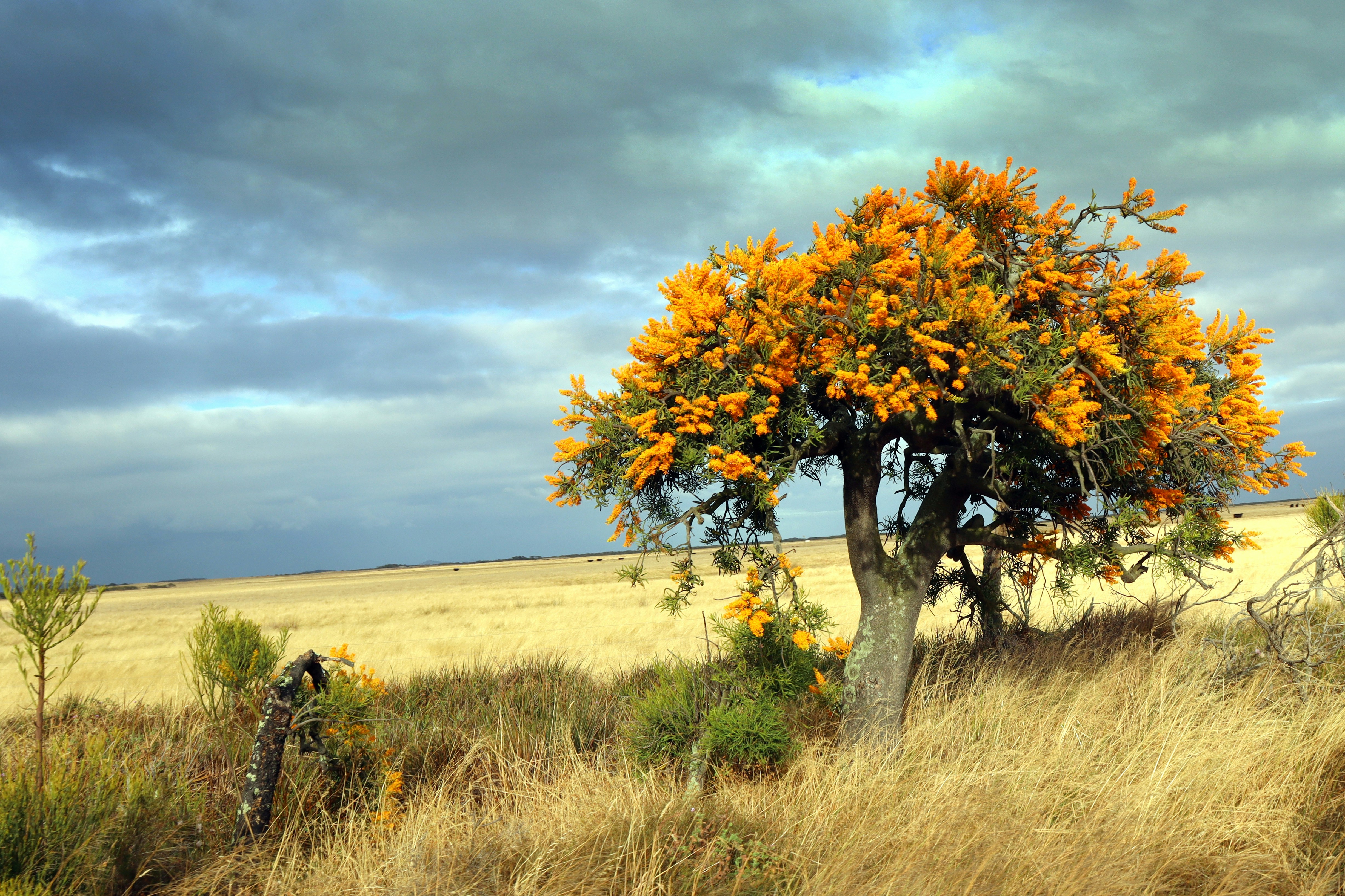 Sunlit Canary Tree Standing Against a Prairie Sea