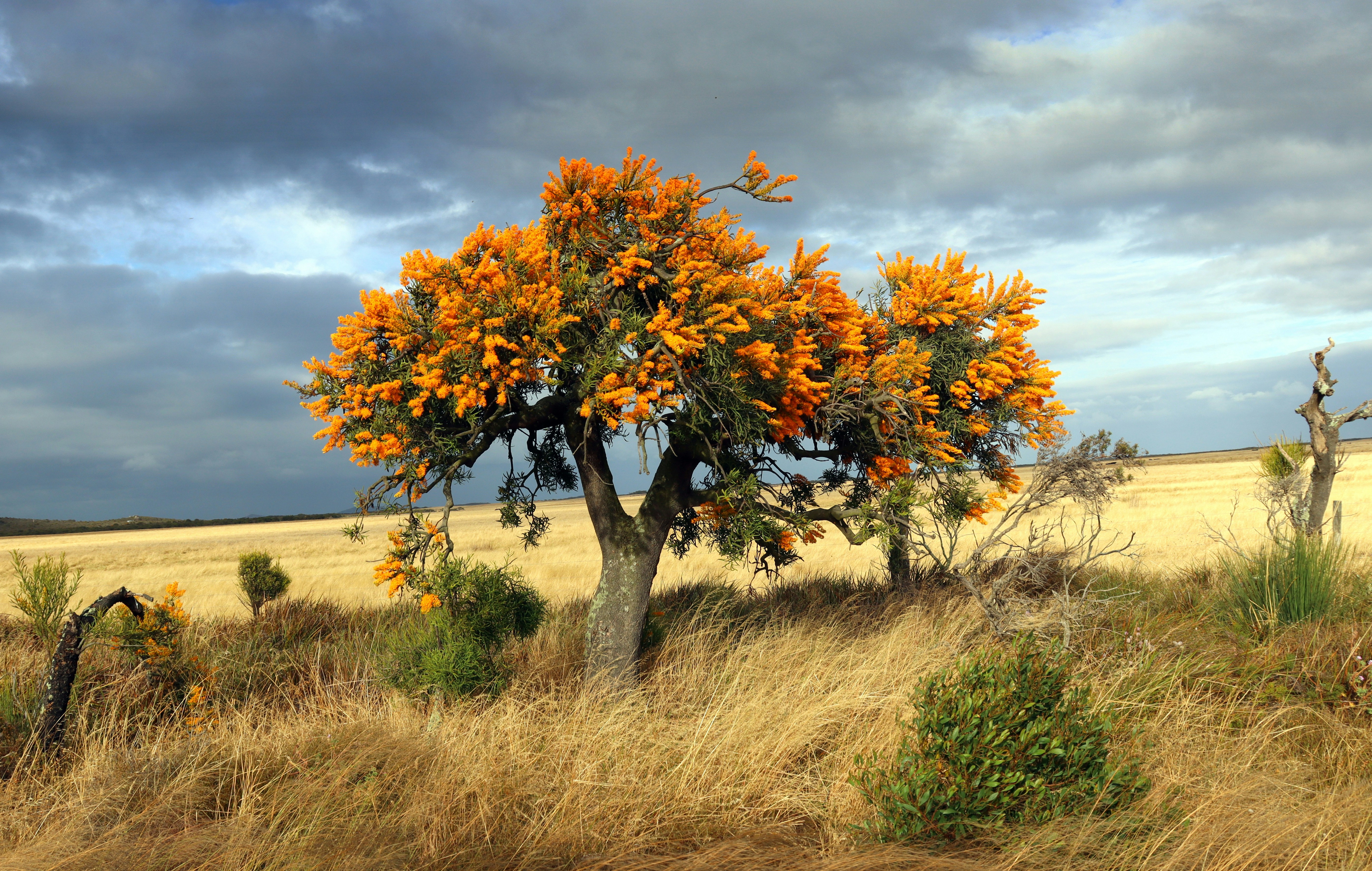 Autumn Fire in the Prairie: A Gnarled Tree Reaching Into a Looming Horizon