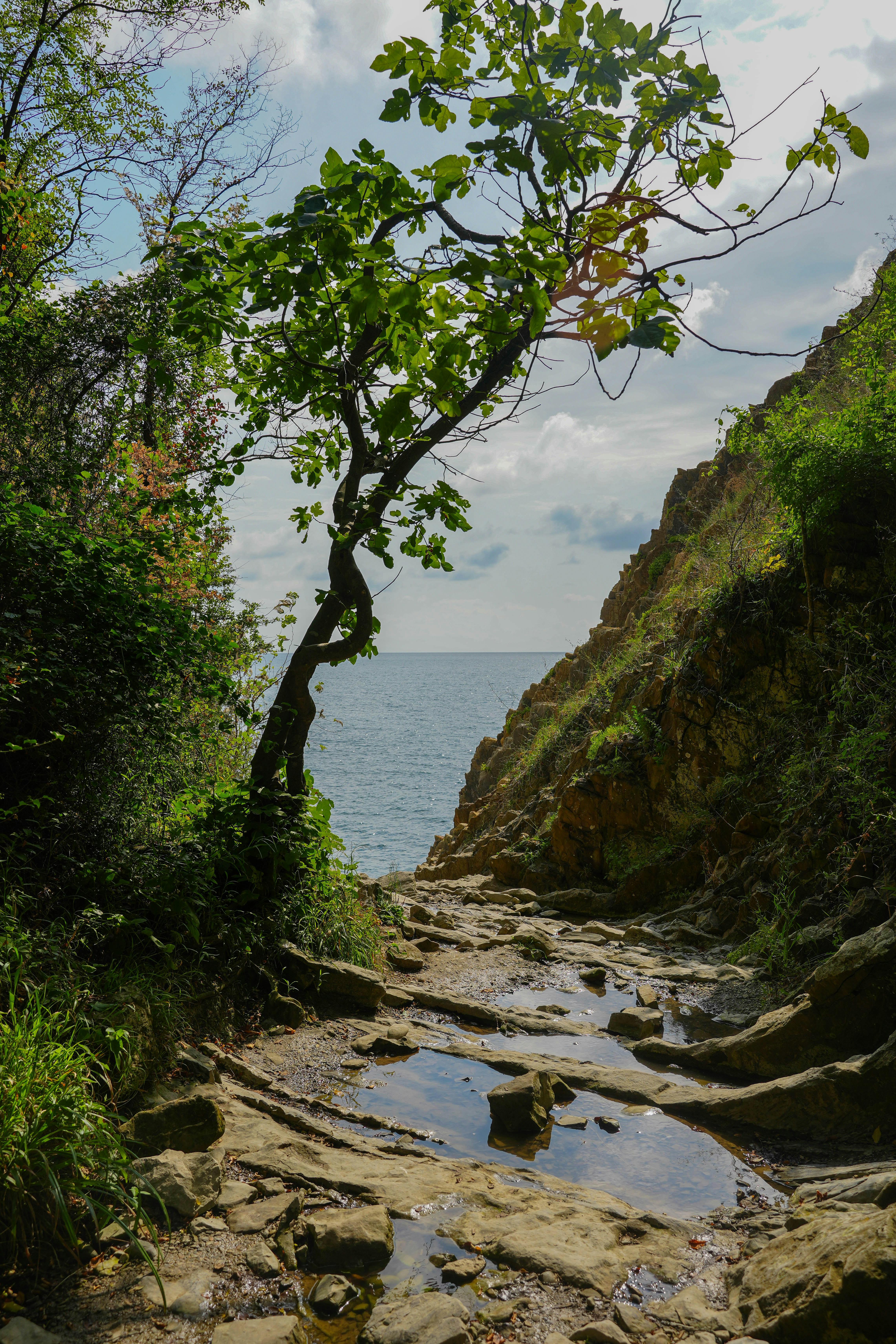 Coastal Gorge Path Framed by a Weeping Tree