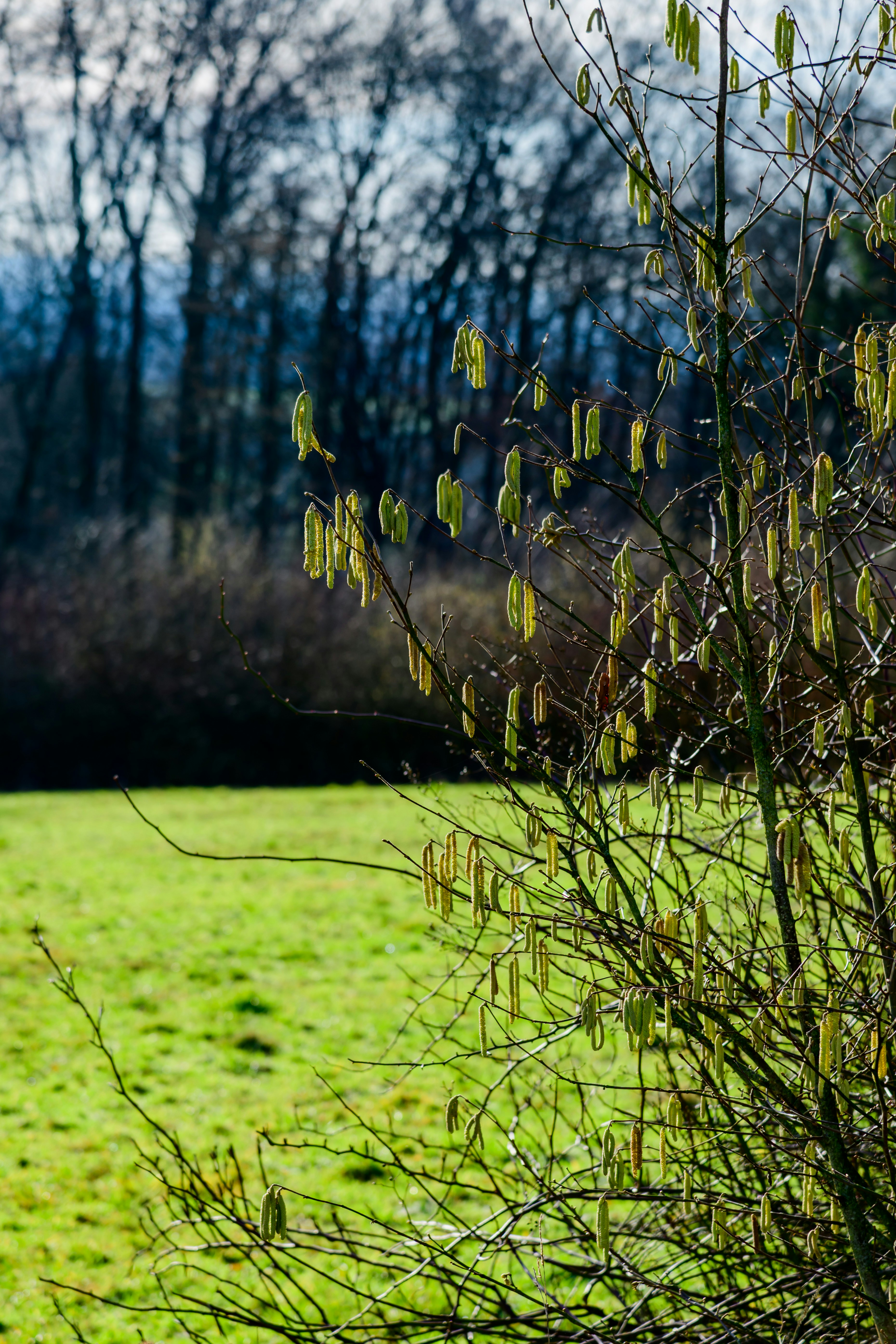Emergent Catkins in Spring Light