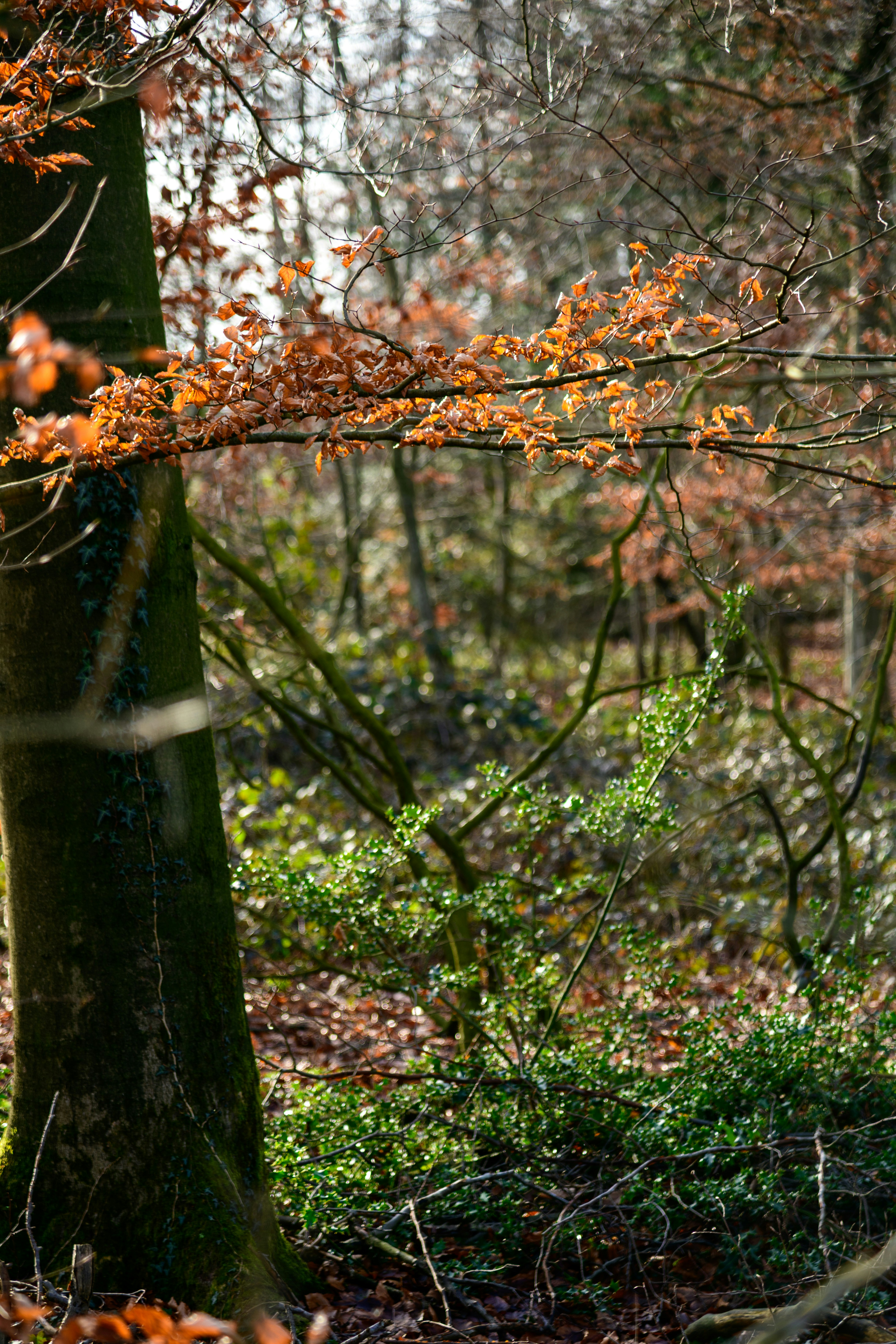 Autumn Whisper on the Forest Fence