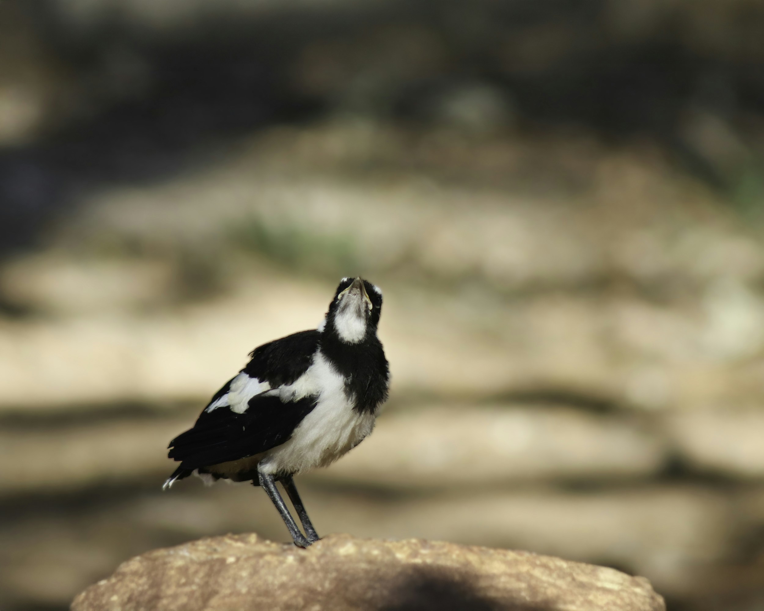 Grounded Songbird: A Black-White Spotlight on a Perched Bird