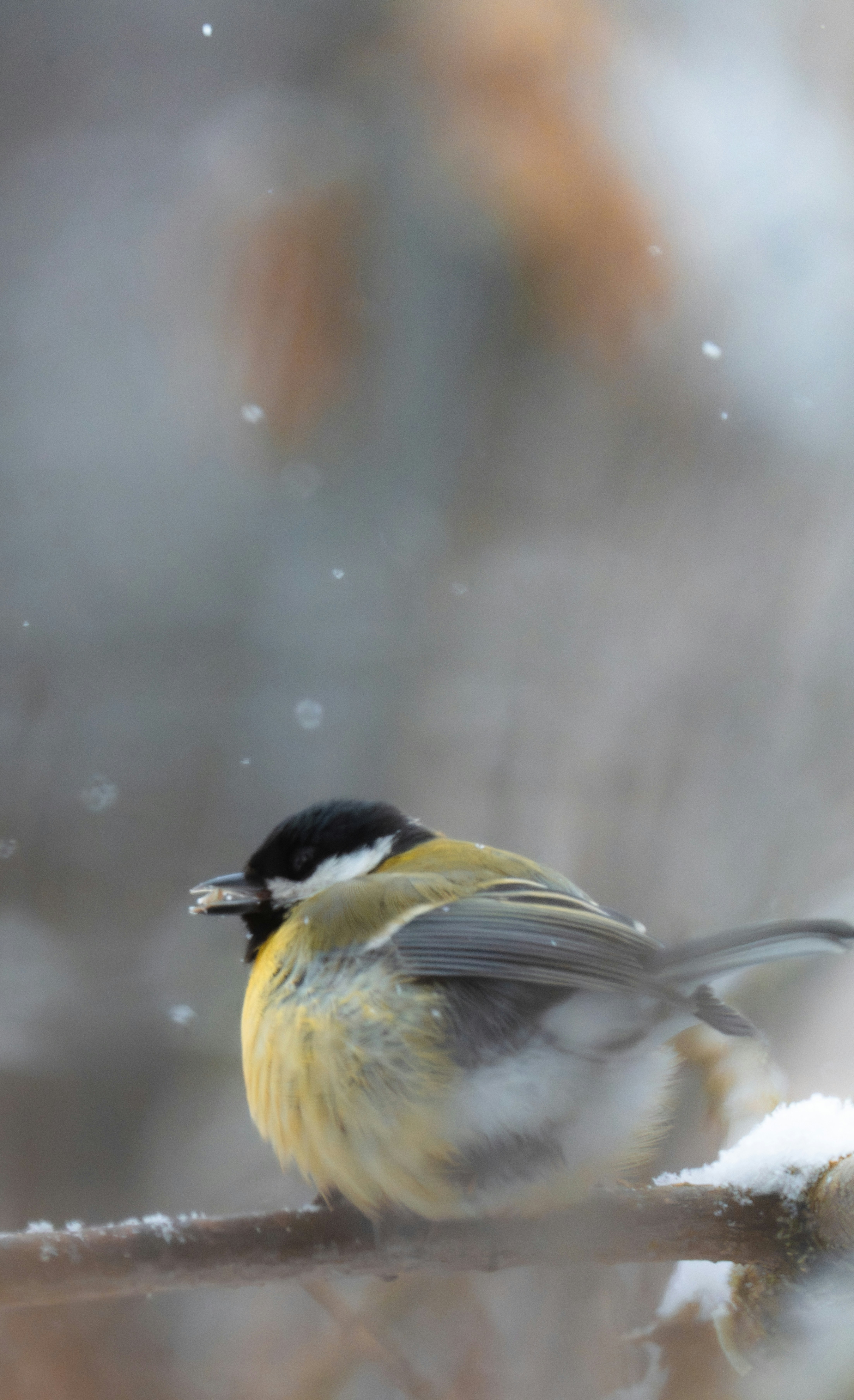 Winter Perch: A Great Tit Nibbles Snow on a Branch