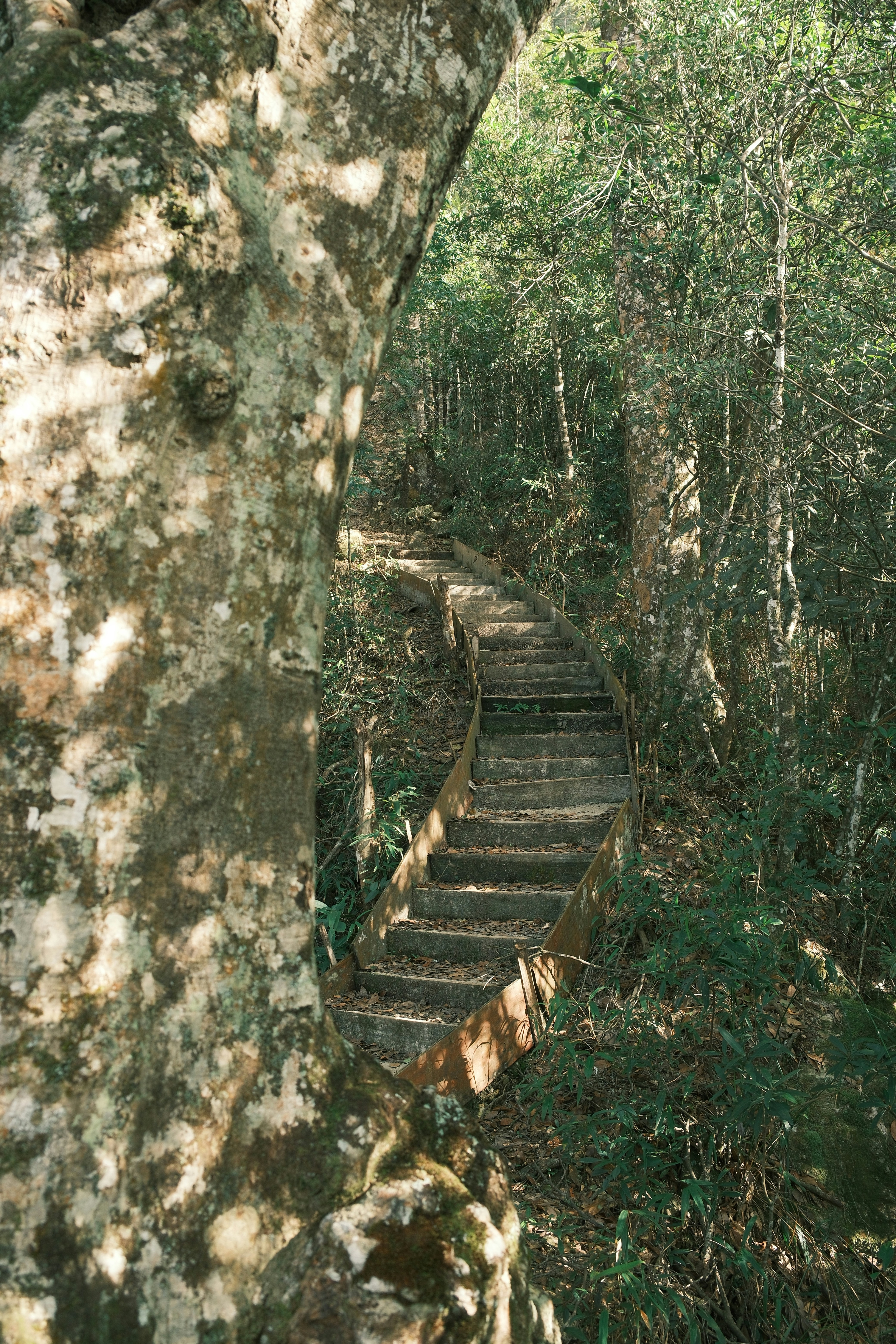 Curved wooden staircase winding through dappled forest light